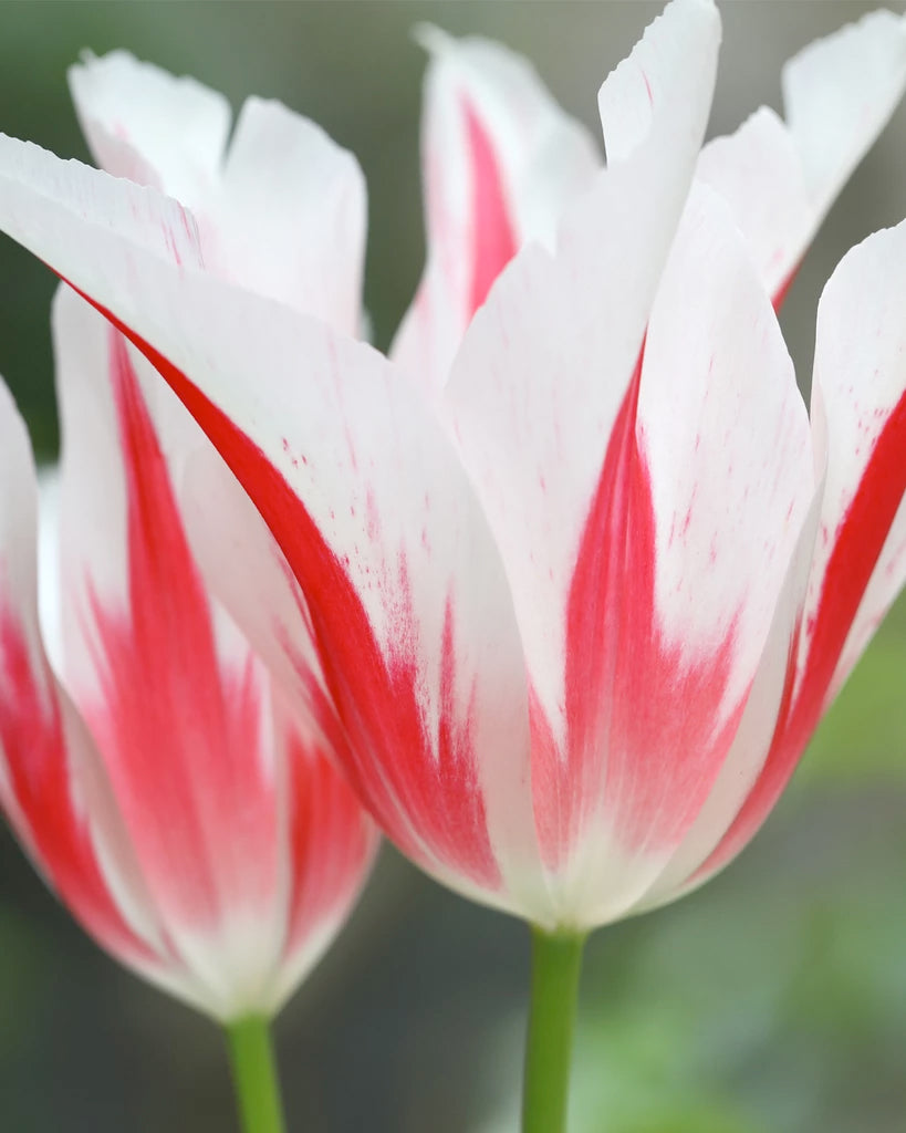 Lily-Flowering Tulip Bulbs — Buy online at Farmer Gracy UK