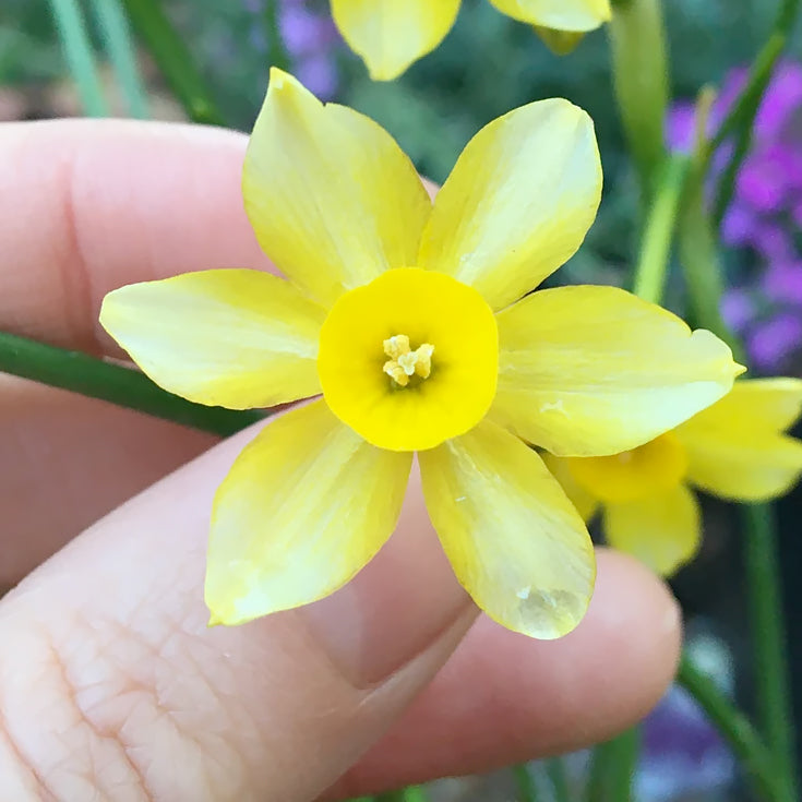 Narcissus & Daffodil Bulbs — Buy daffodils online at Farmer Gracy UK