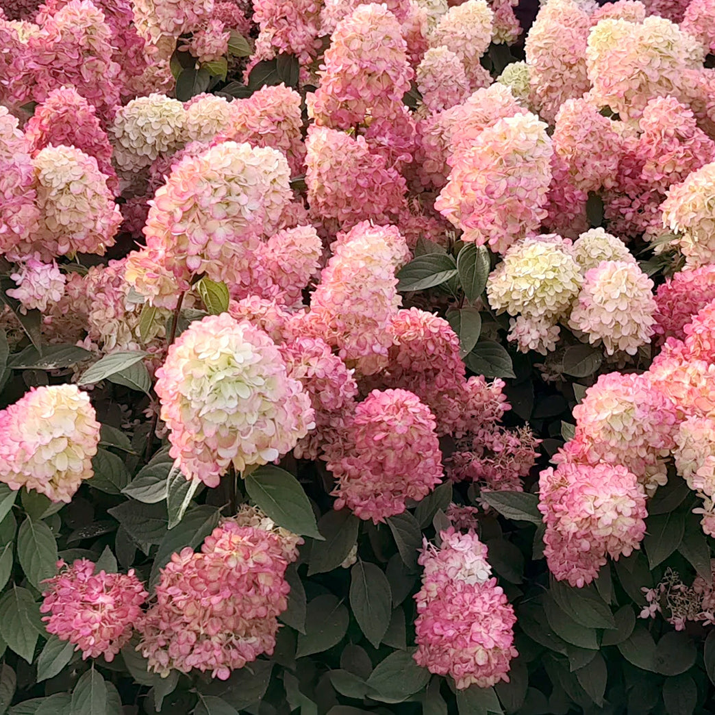 Shrubs & Bushes (bare roots) — Buy shrubby or bushy plants online at ...