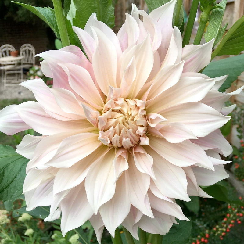 Summer Bulbs & Plants — Buy spring planting bulbs and perennials online ...