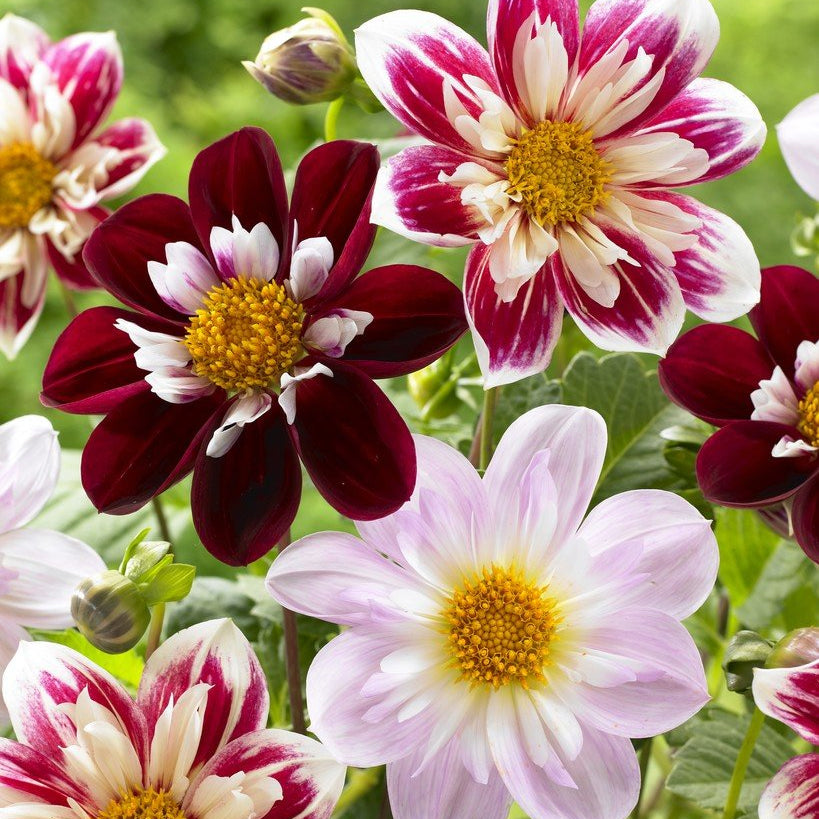 Summer-flowering bulb collections | Buy online at Farmer Gracy UK