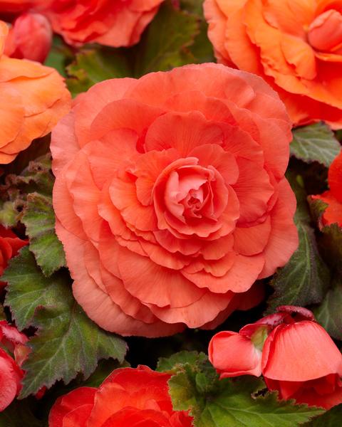 Superba Begonia Tubers | Buy Superba Begonias at Farmer Gracy UK