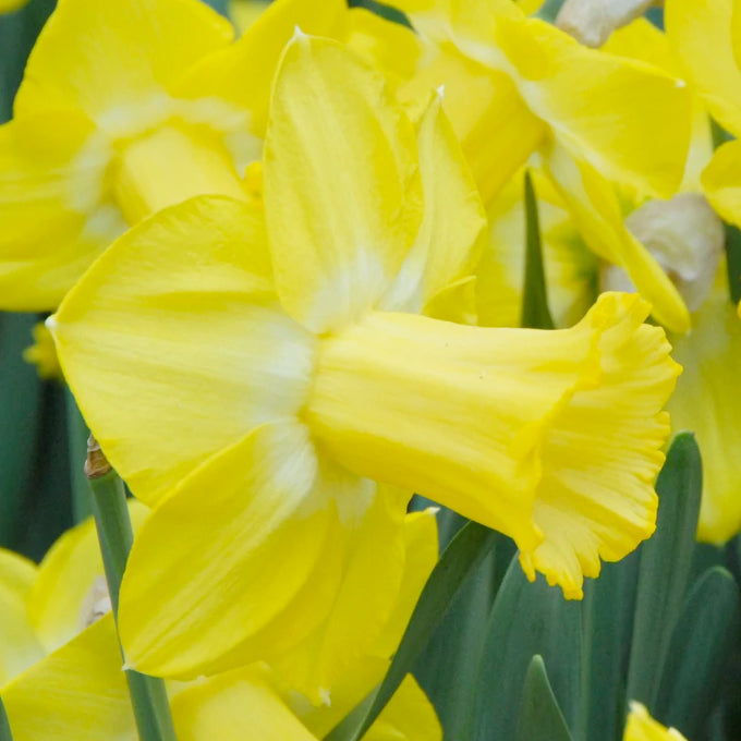Trumpet Daffodil Bulbs — Buy online at Farmer Gracy UK