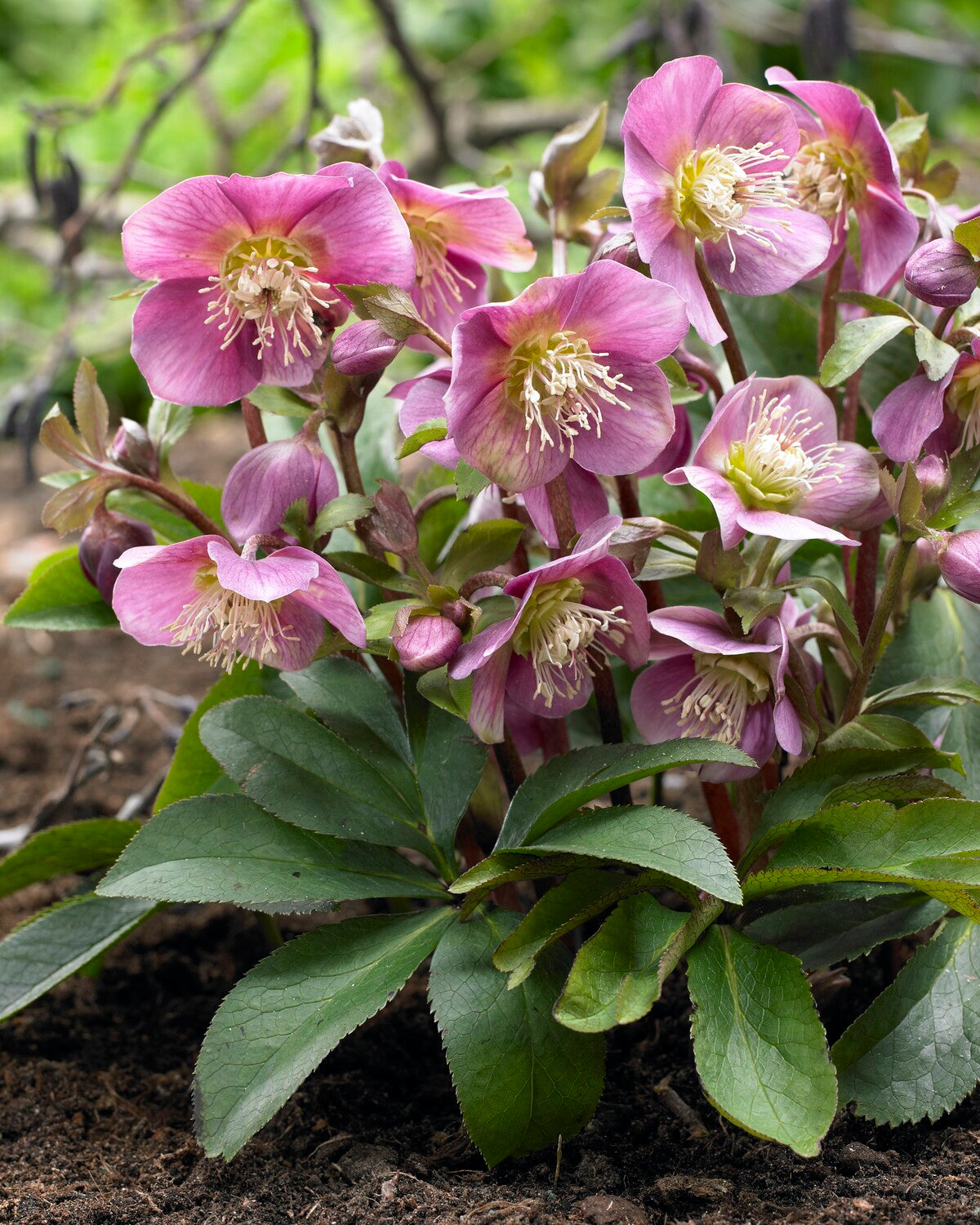 Helleborus × hybridus 'Amor' | Buy hybrid Lenten roses online at Farmer ...