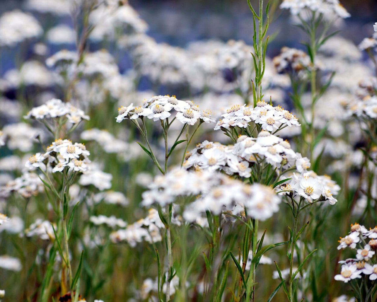 Achillea ptarmica (sneezewort) | Buy online at Farmer Gracy UK