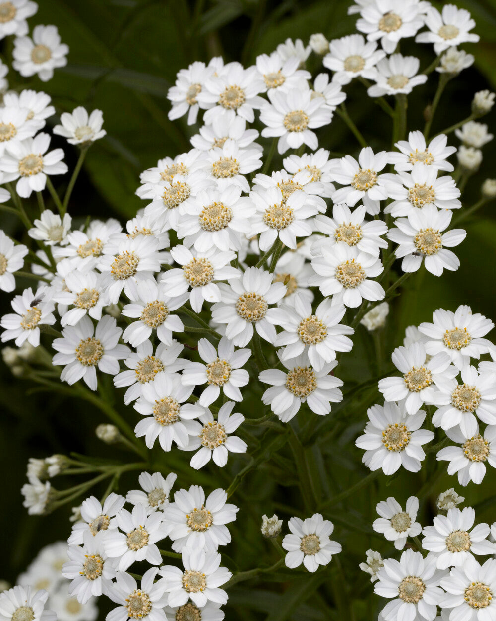 Achillea ptarmica (sneezewort) | Buy online at Farmer Gracy UK