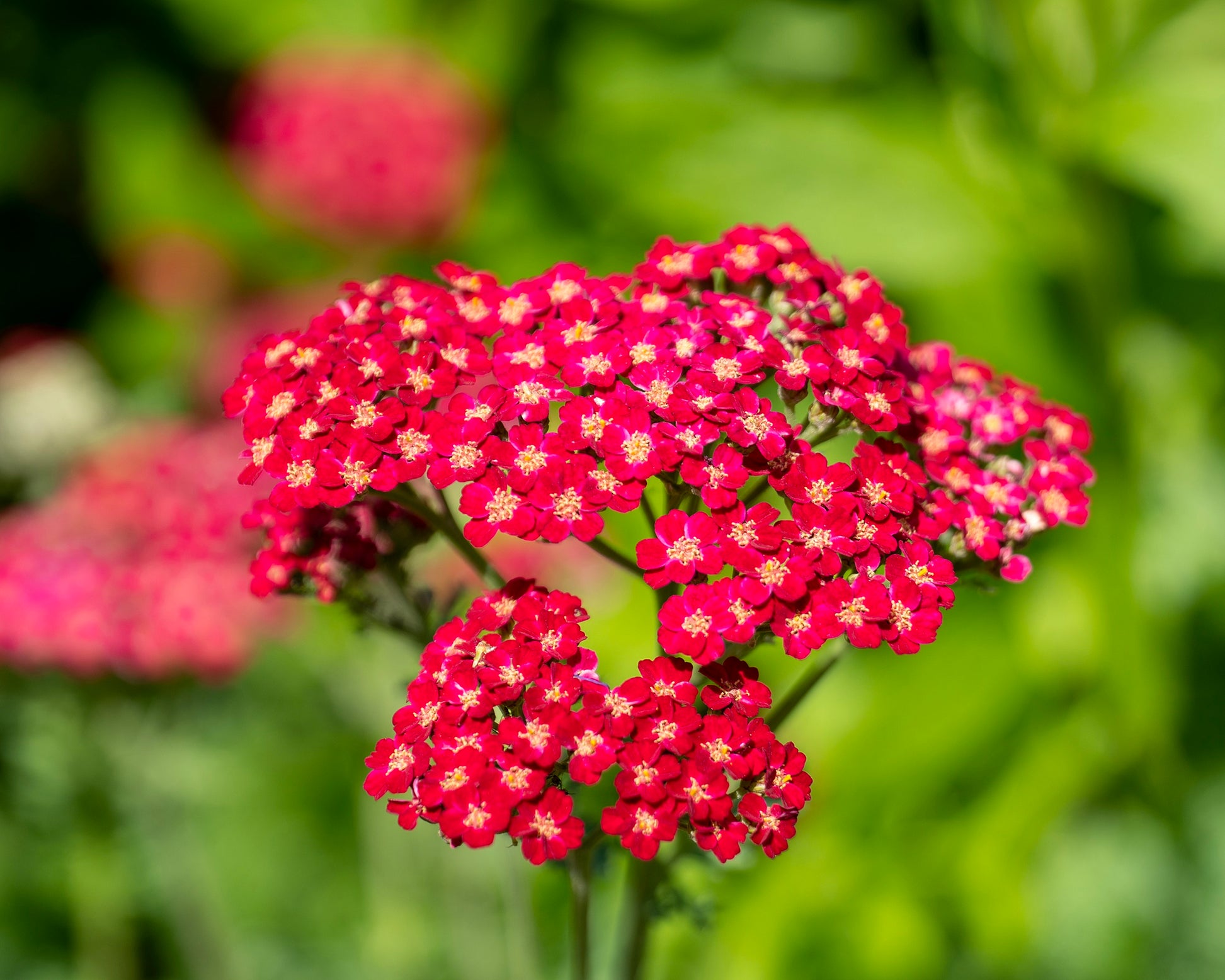 Achillea millefolium 'Short Red' — Buy yarrow online at Farmer Gracy UK