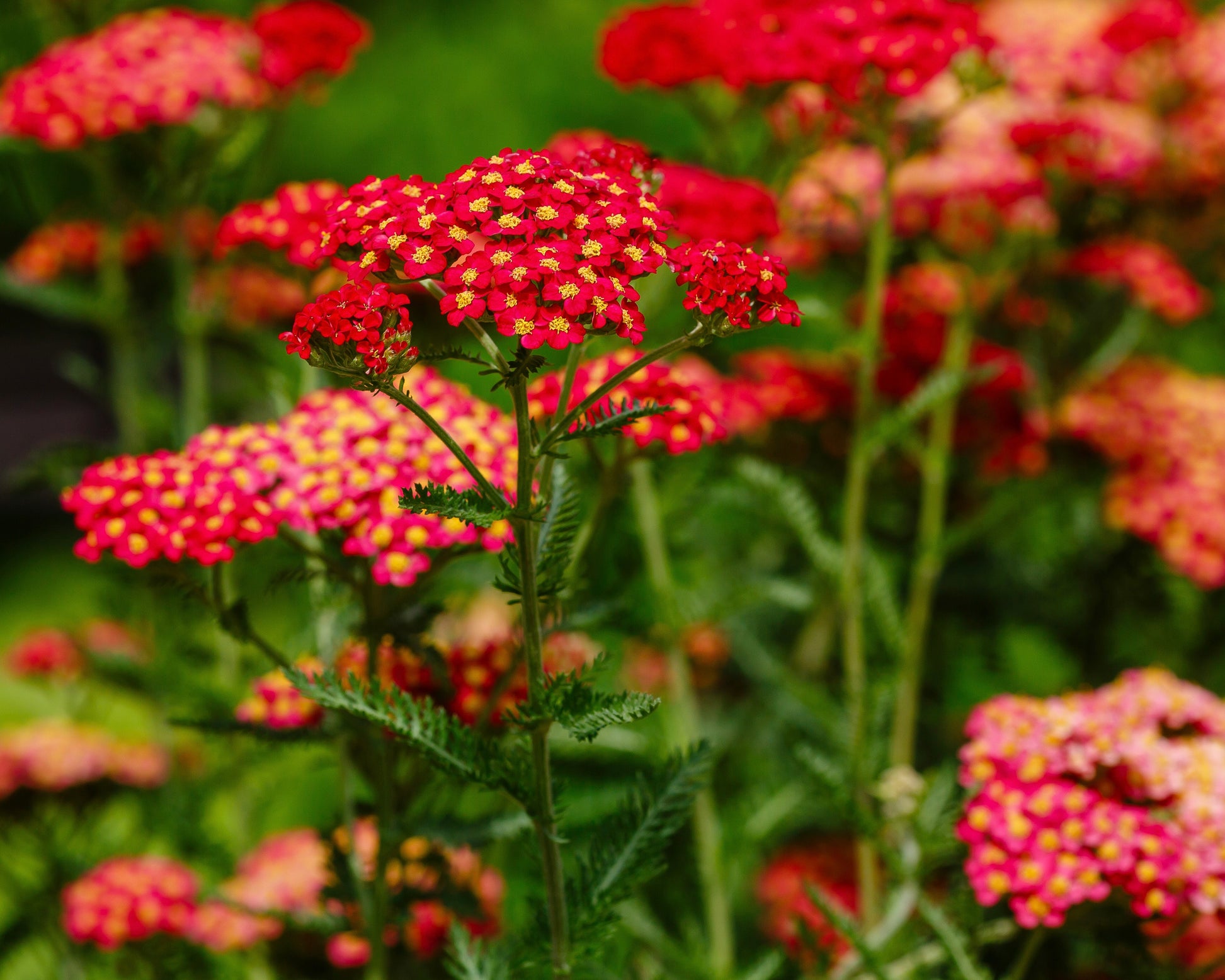 Achillea millefolium 'Short Red' — Buy yarrow online at Farmer Gracy UK