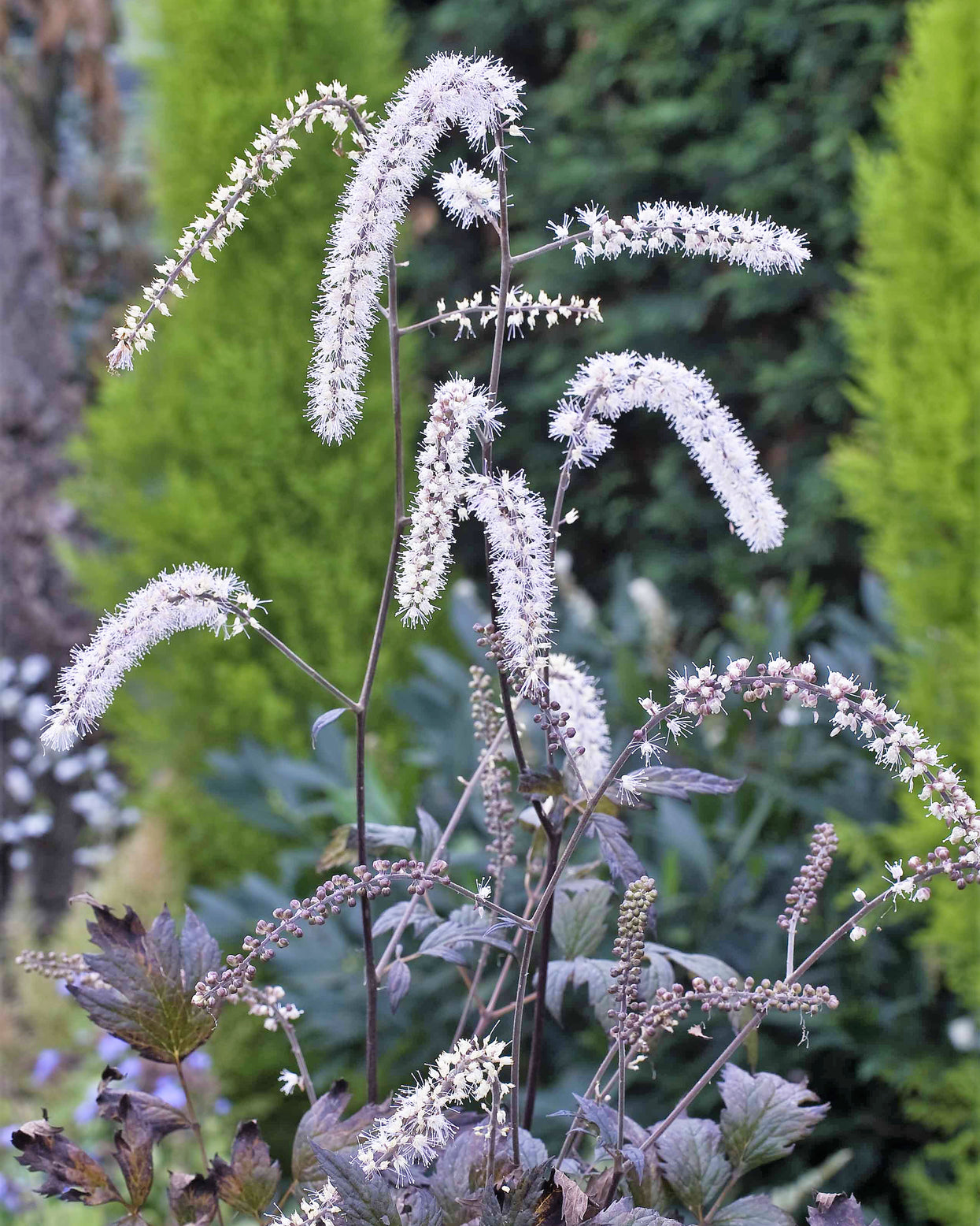 Actaea 'Queen of Sheba'ᴾᴮᴿ bare roots | Buy baneberry plants online at ...