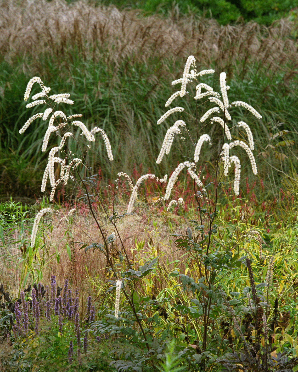 Actaea 'Queen of Sheba'ᴾᴮᴿ bare roots — Buy baneberry plants online at ...