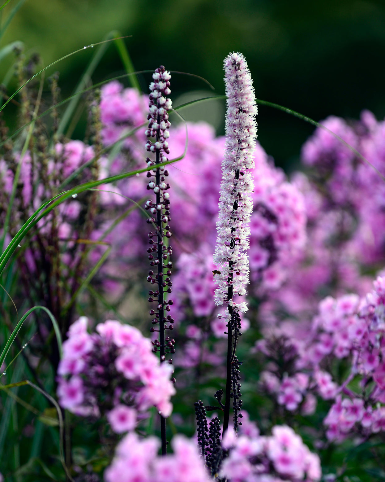 Actaea 'Queen of Sheba'ᴾᴮᴿ bare roots | Buy baneberry plants online at ...