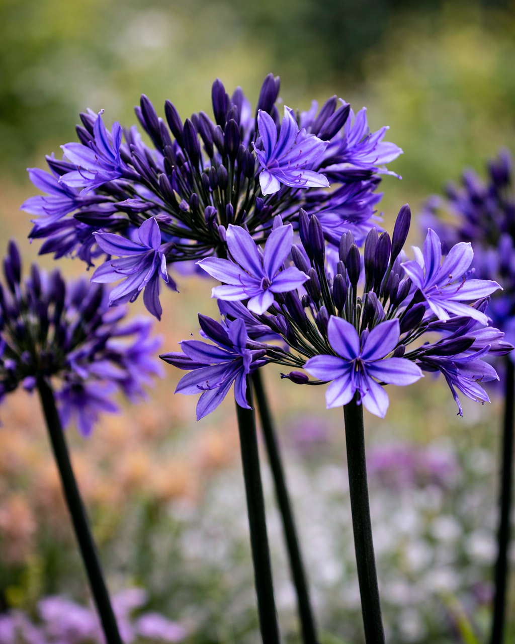 Agapanthus 'Black Arrow' bare roots — Buy near-black African lilies ...