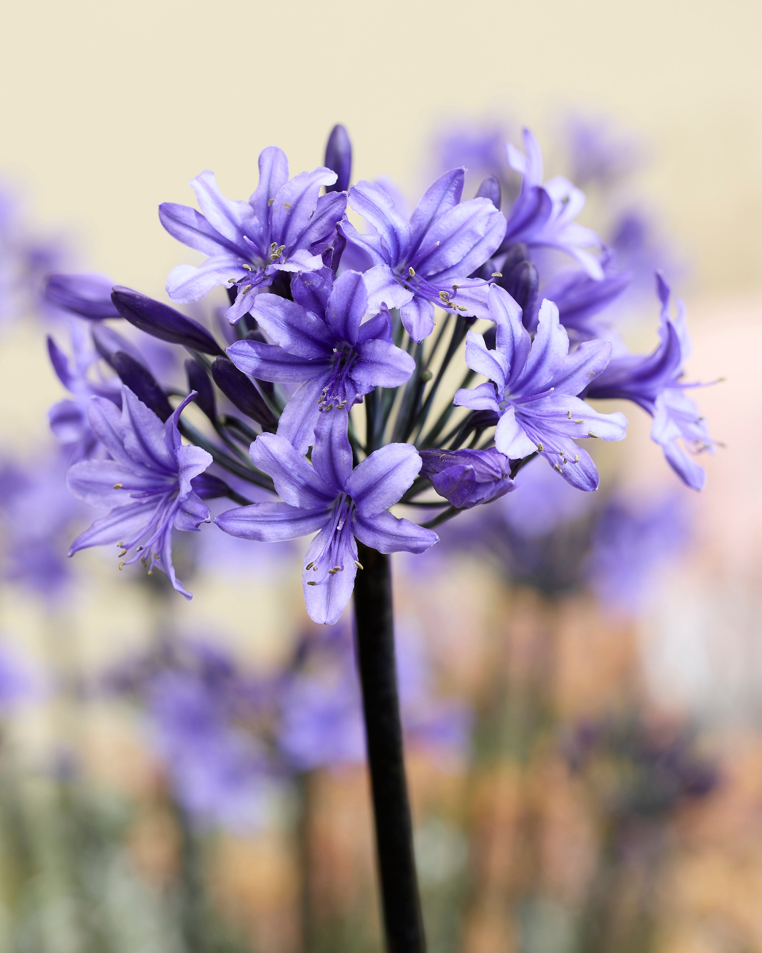 Agapanthus 'Black Arrow' bare roots — Buy near-black African lilies ...