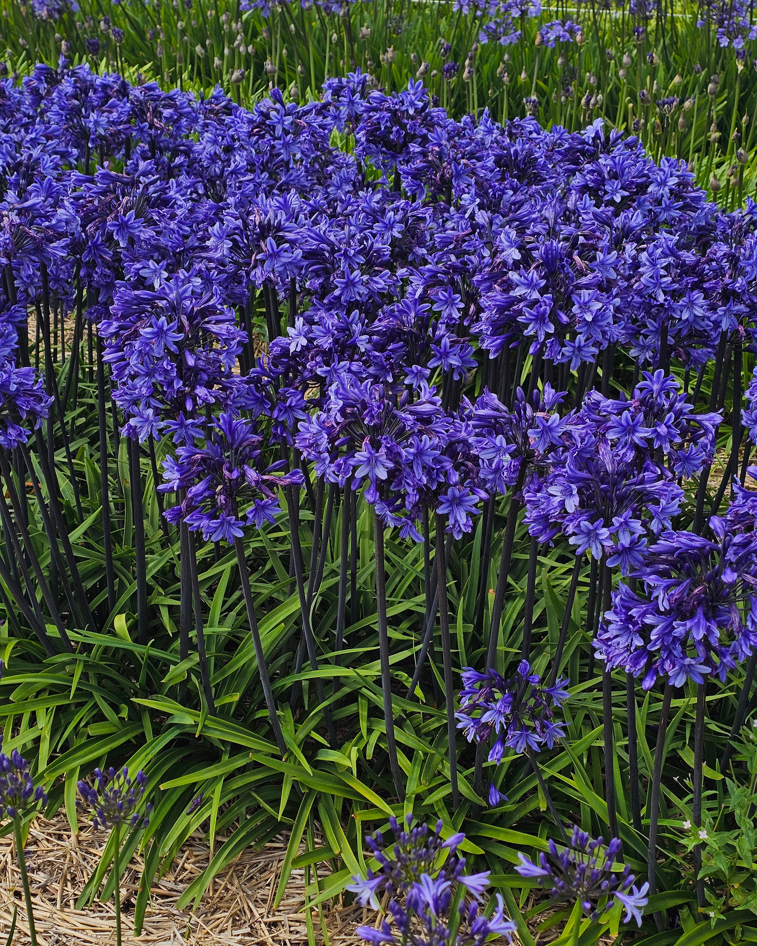 Agapanthus 'Black Arrow' bare roots — Buy near-black African lilies ...
