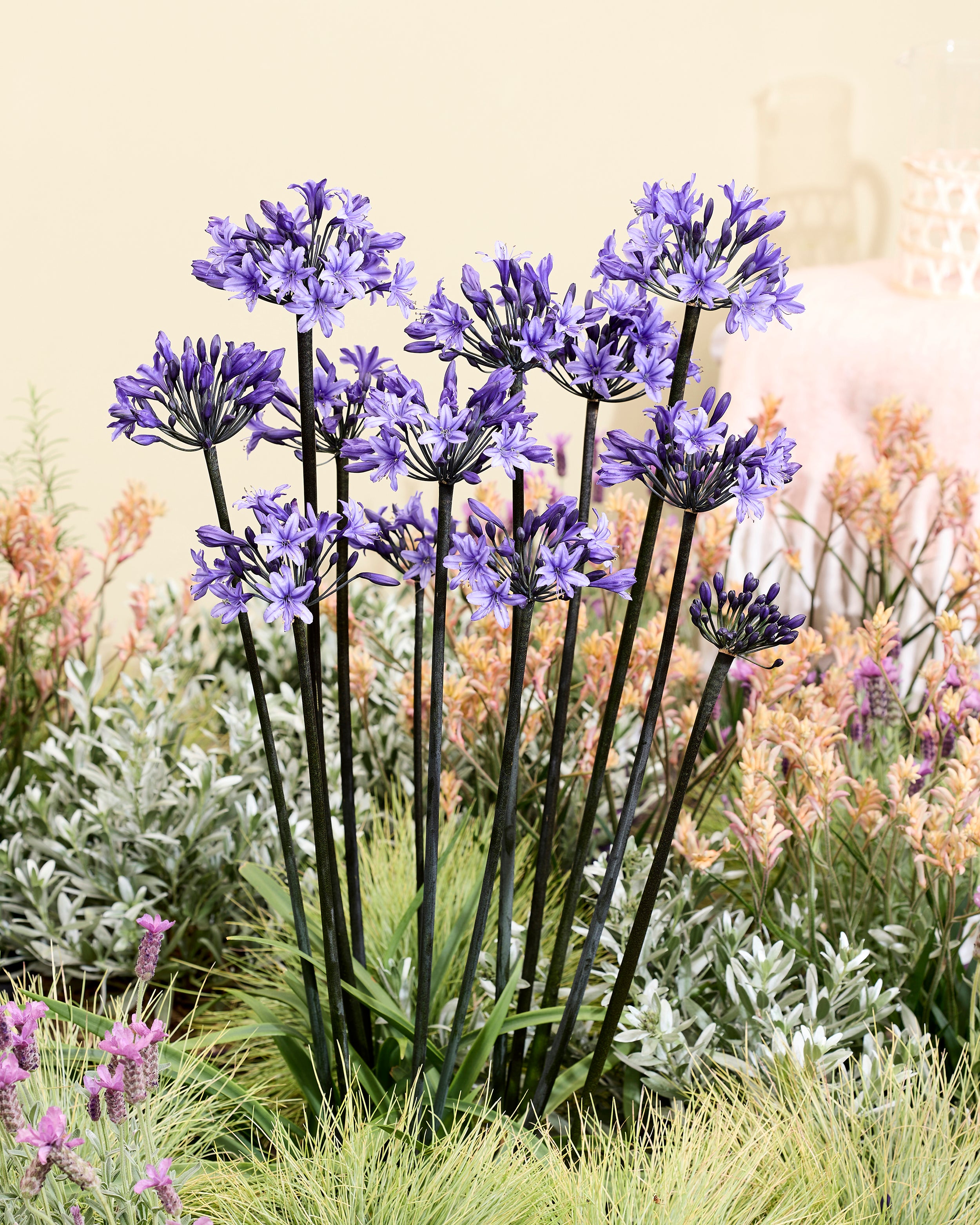 Agapanthus 'Black Arrow' bare roots — Buy near-black African lilies ...