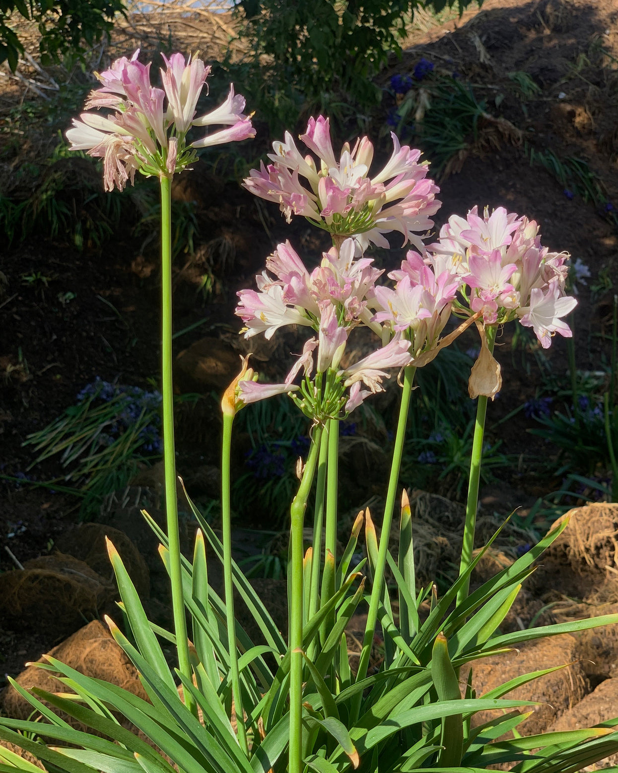 Agapanthus 'Blush Pink' bare roots — Buy pink African lilies online at ...