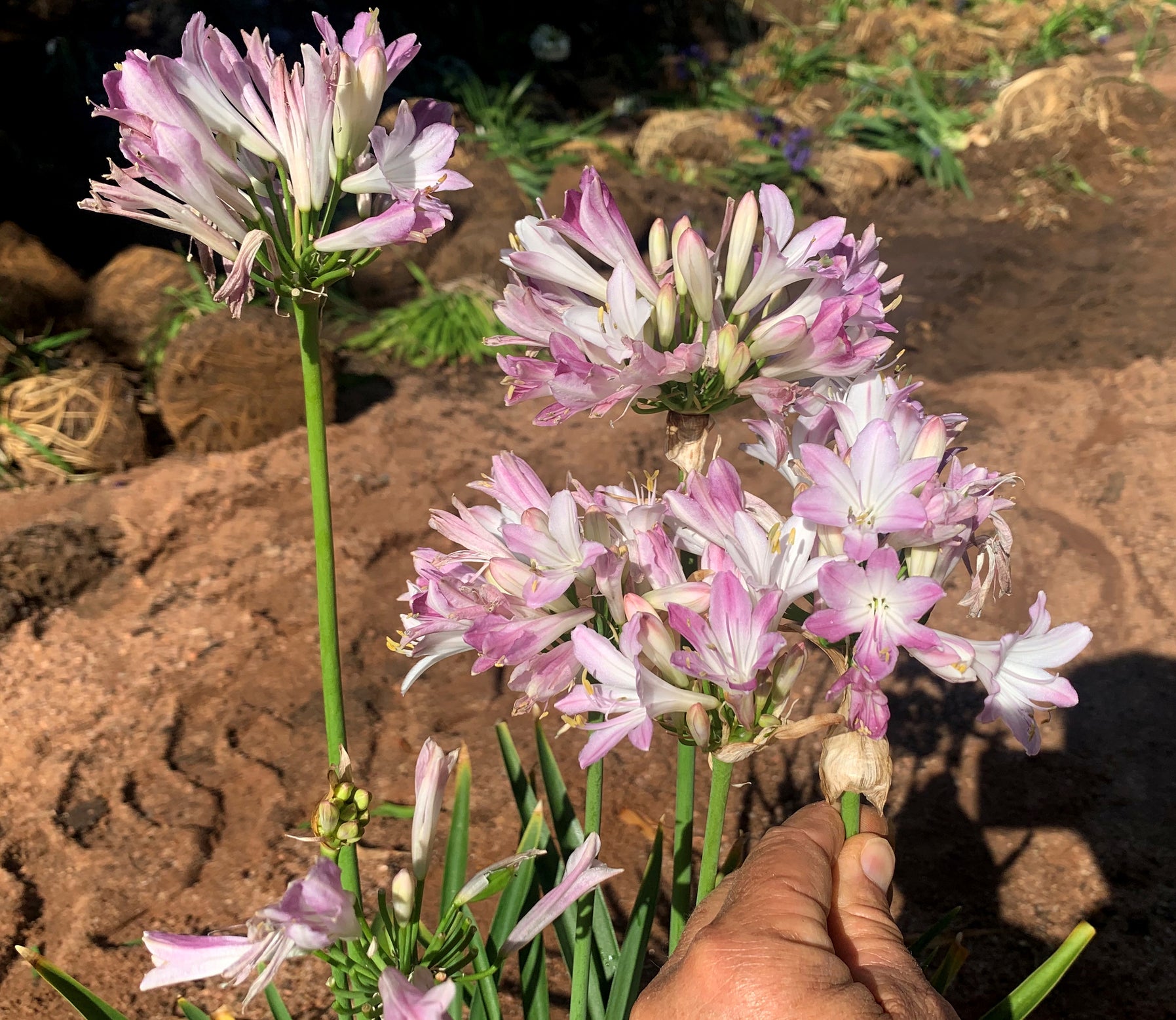 Agapanthus 'Blush Pink' bare roots — Buy pink African lilies online at ...