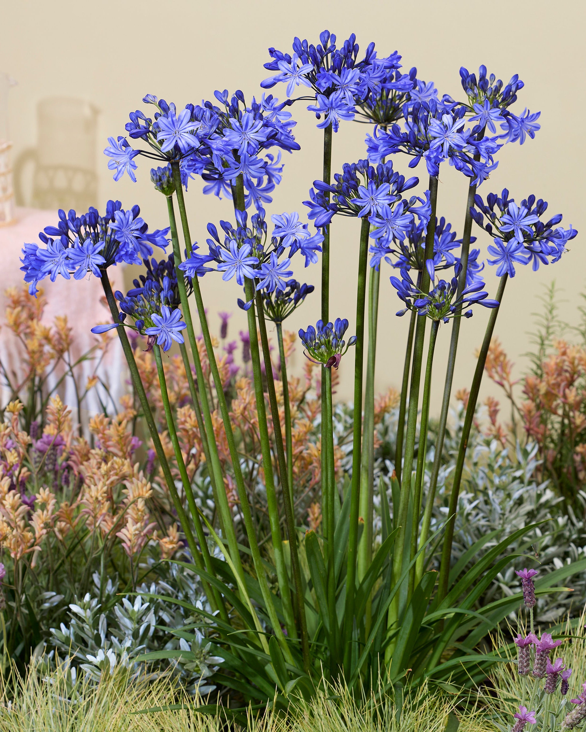 Agapanthus 'Rising Star' bare roots | Buy blue African lilies online at ...
