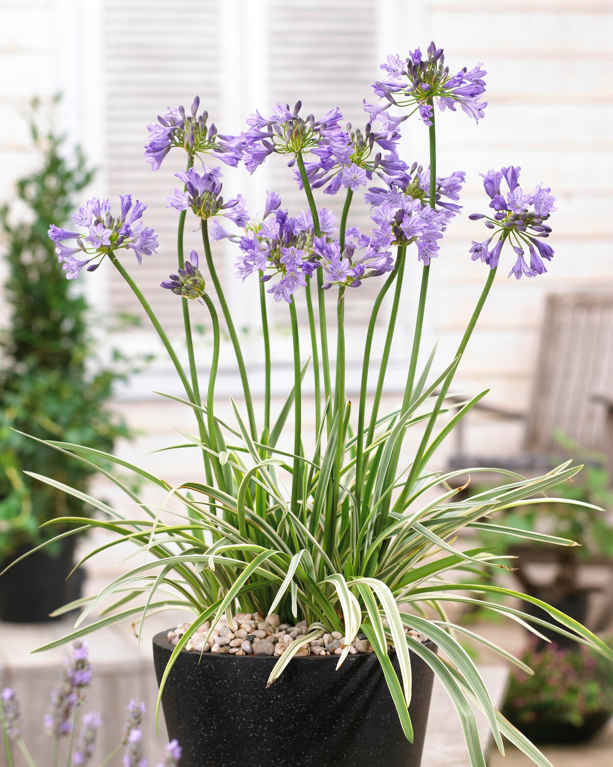 Agapanthus 'Silver Moon' bare roots | Buy dwarf Agapanthus online at ...