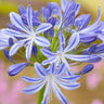 Agapanthus planting instructions / How to plant Agapanthus bare roots ...