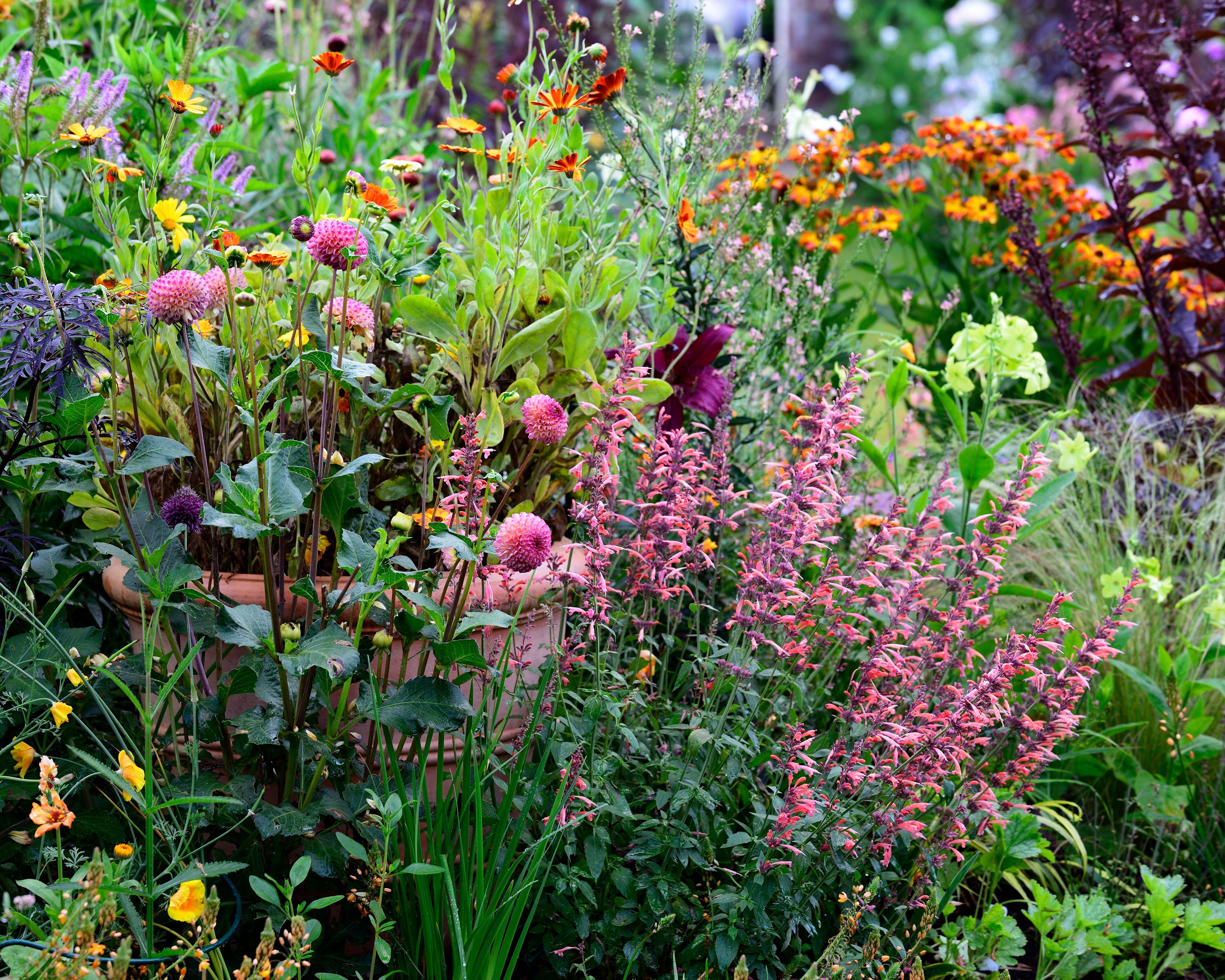 Agastache 'Kudos Coral' bare roots — Buy coral-pink giant hyssop online ...