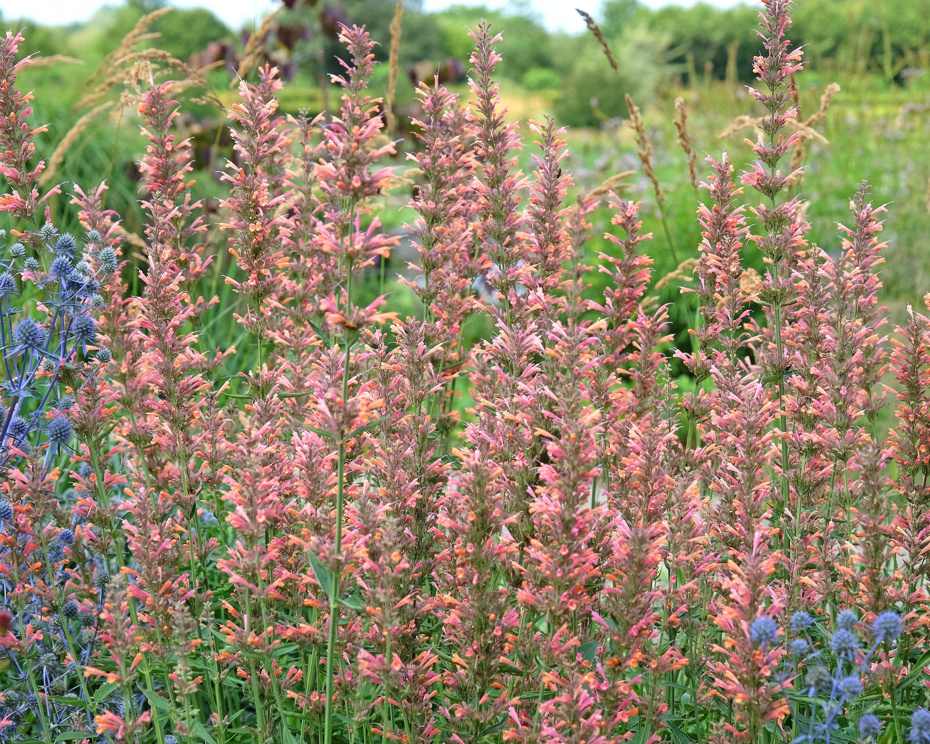 Agastache 'Kudos Coral' bare roots — Buy coral-pink giant hyssop online ...
