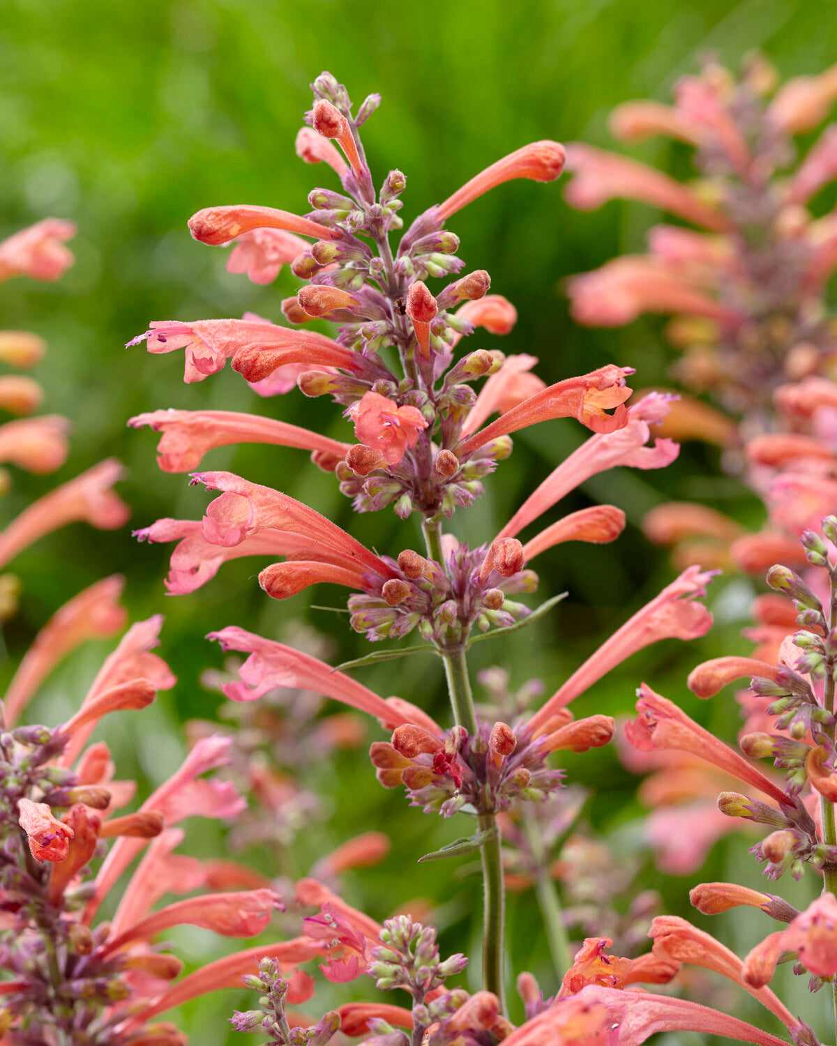 Agastache 'Kudos Coral' bare roots — Buy coral-pink giant hyssop online ...