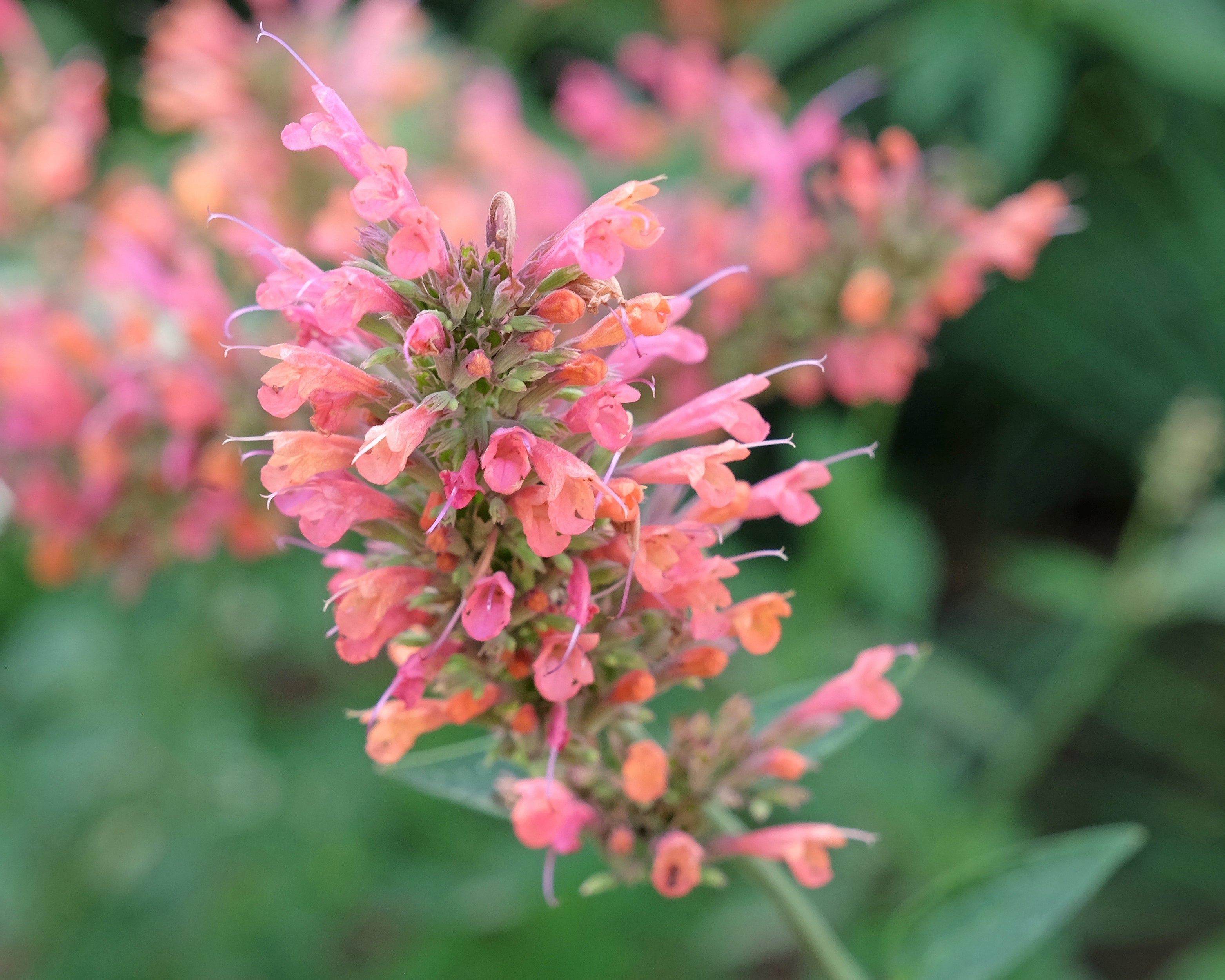 Agastache 'Kudos Coral' bare roots — Buy coral-pink giant hyssop online ...