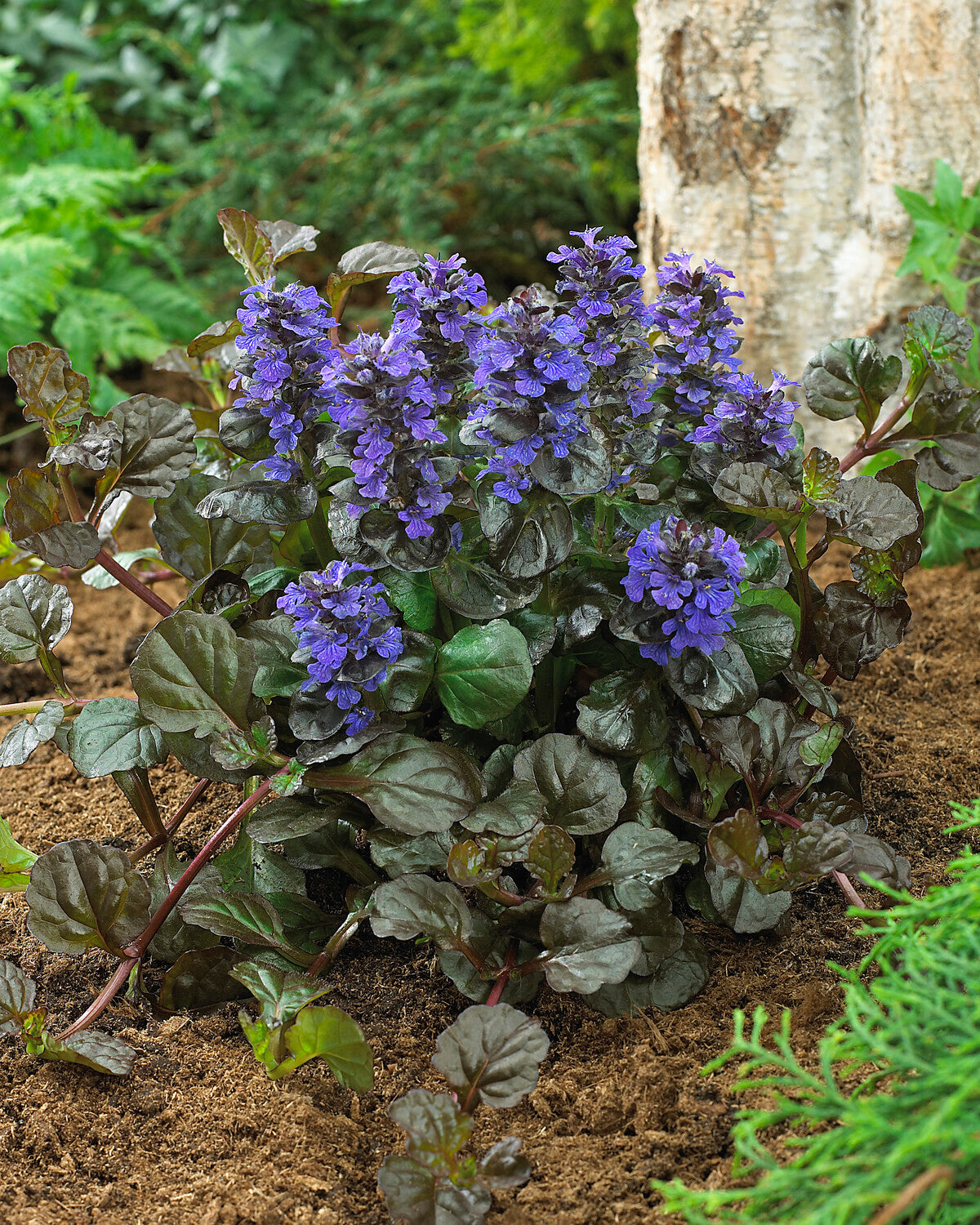 Ajuga reptans 'Black Scallop' bare roots | Buy bugle online at Farmer ...