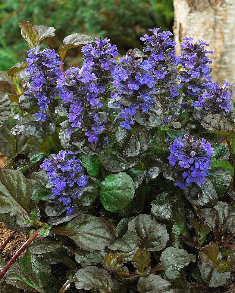 Ajuga reptans 'Black Scallop' bare roots | Buy bugle online at Farmer ...