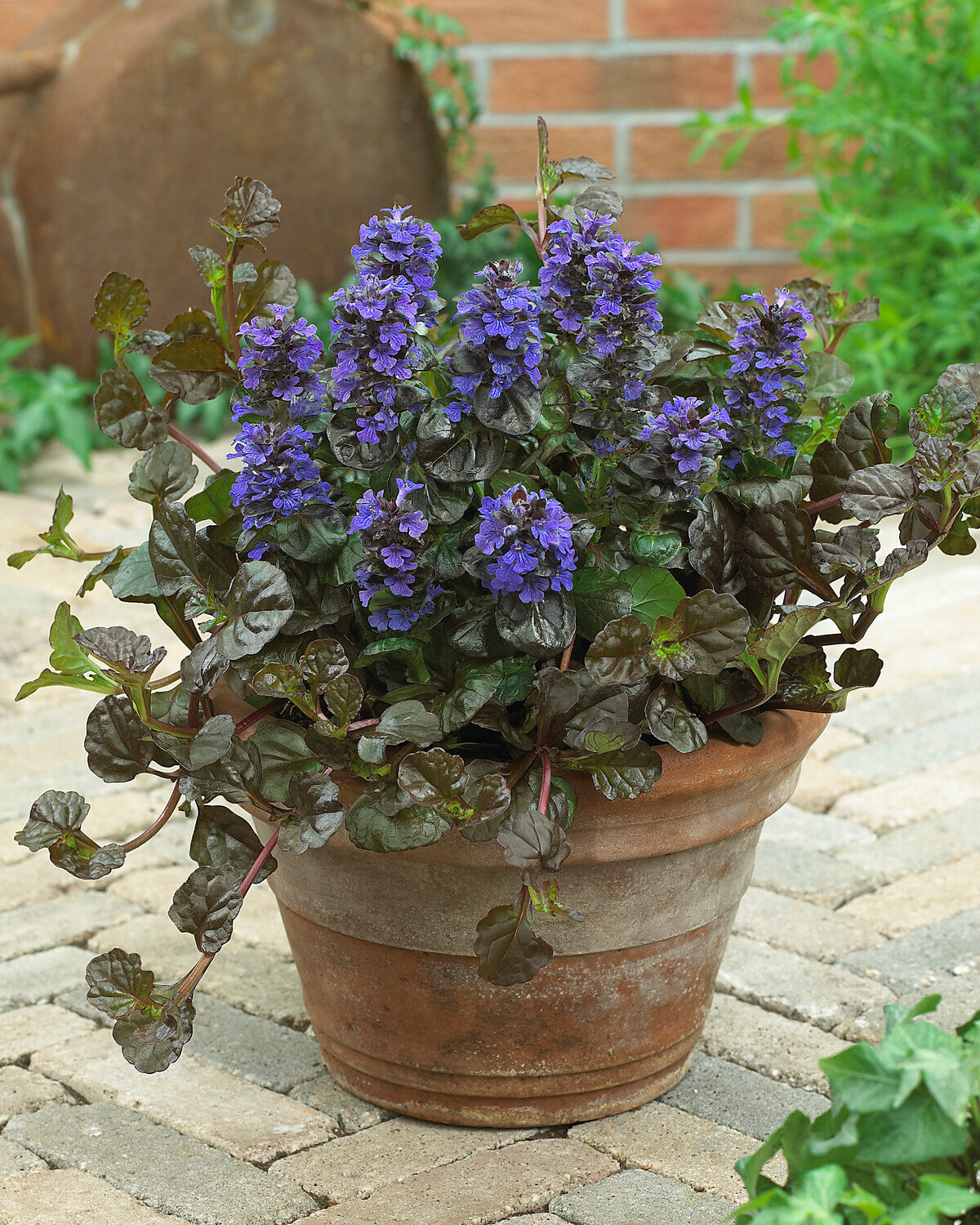 Ajuga reptans 'Black Scallop' bare roots | Buy bugle online at Farmer ...