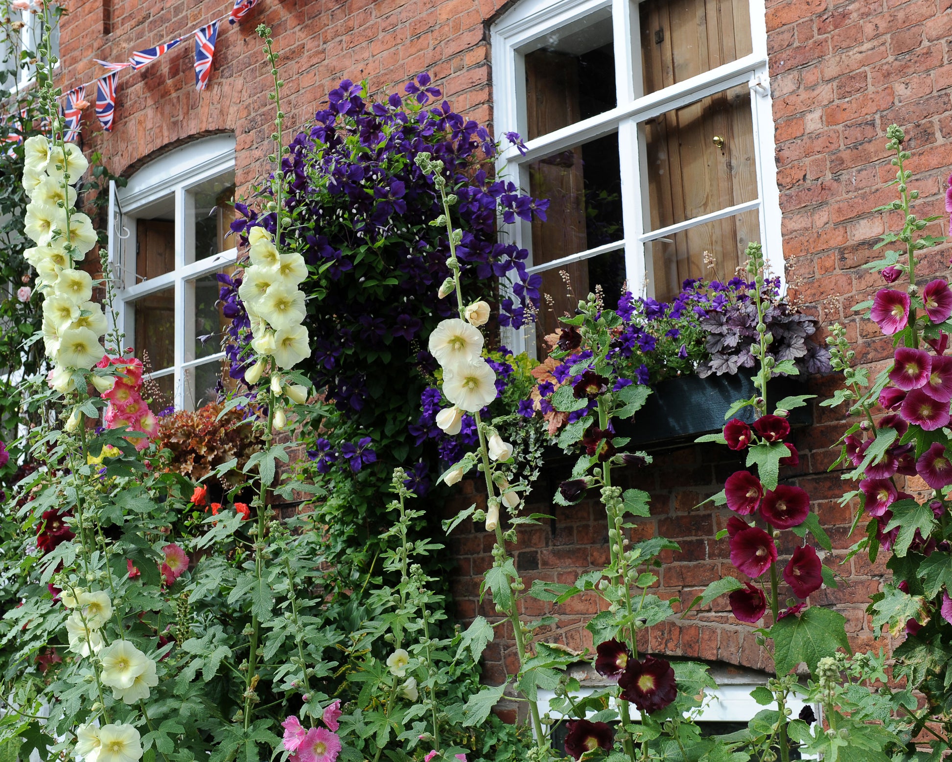 Alcea rosea 'Hollyhock Mix' bare roots — Buy mixed hollyhocks online at ...