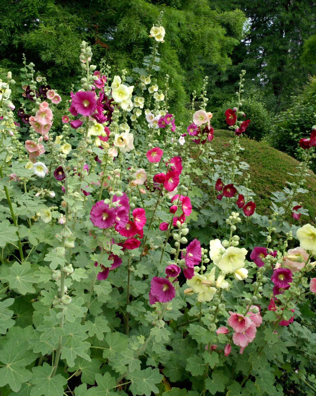 Alcea rosea 'Hollyhock Mix' bare roots — Buy mixed hollyhocks online at ...