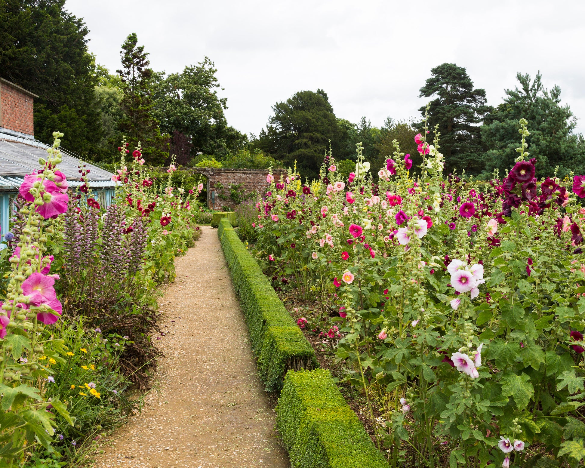 Alcea rosea 'Hollyhock Mix' bare roots — Buy mixed hollyhocks online at ...
