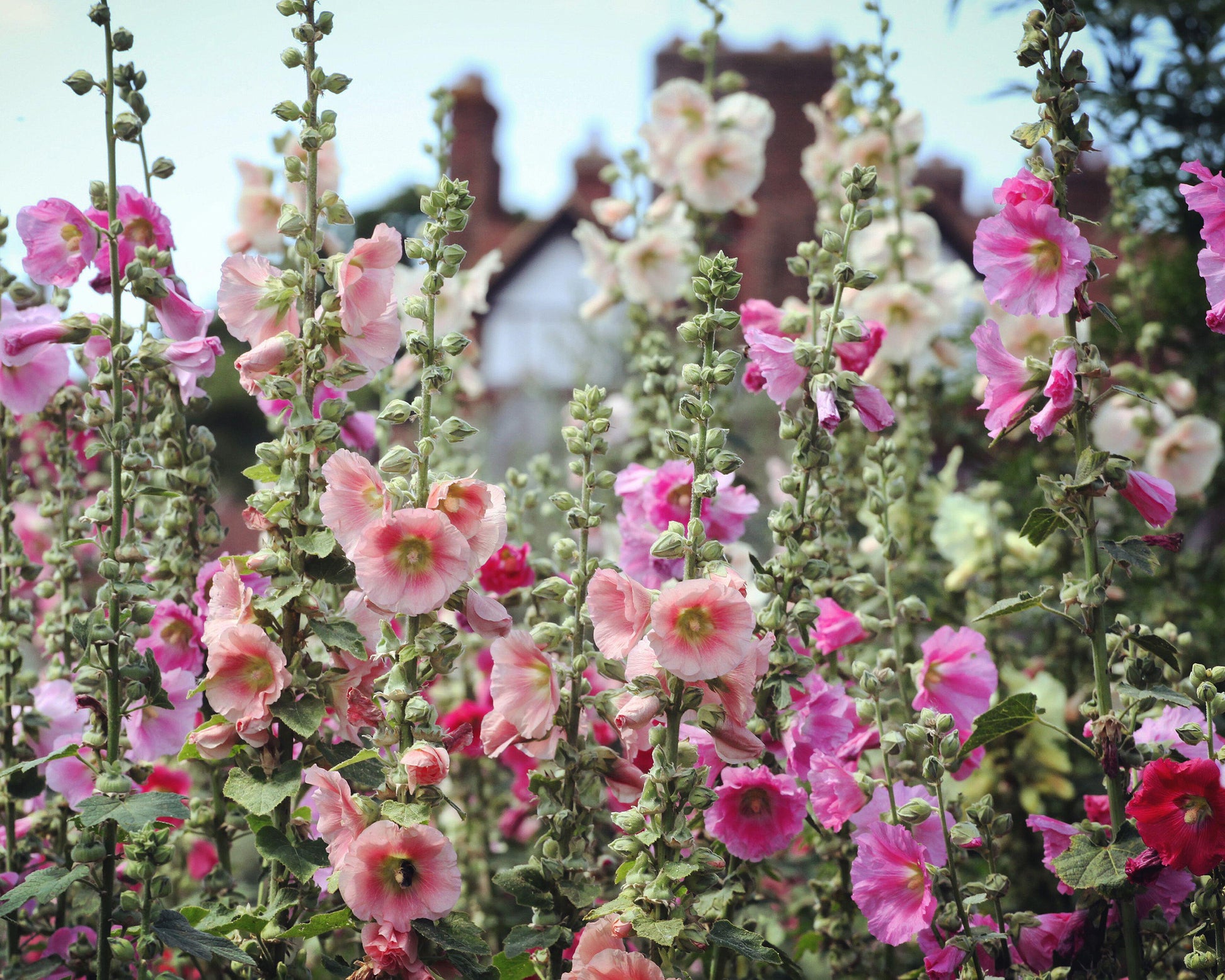 Alcea rosea 'Hollyhock Mix' bare roots — Buy mixed hollyhocks online at ...
