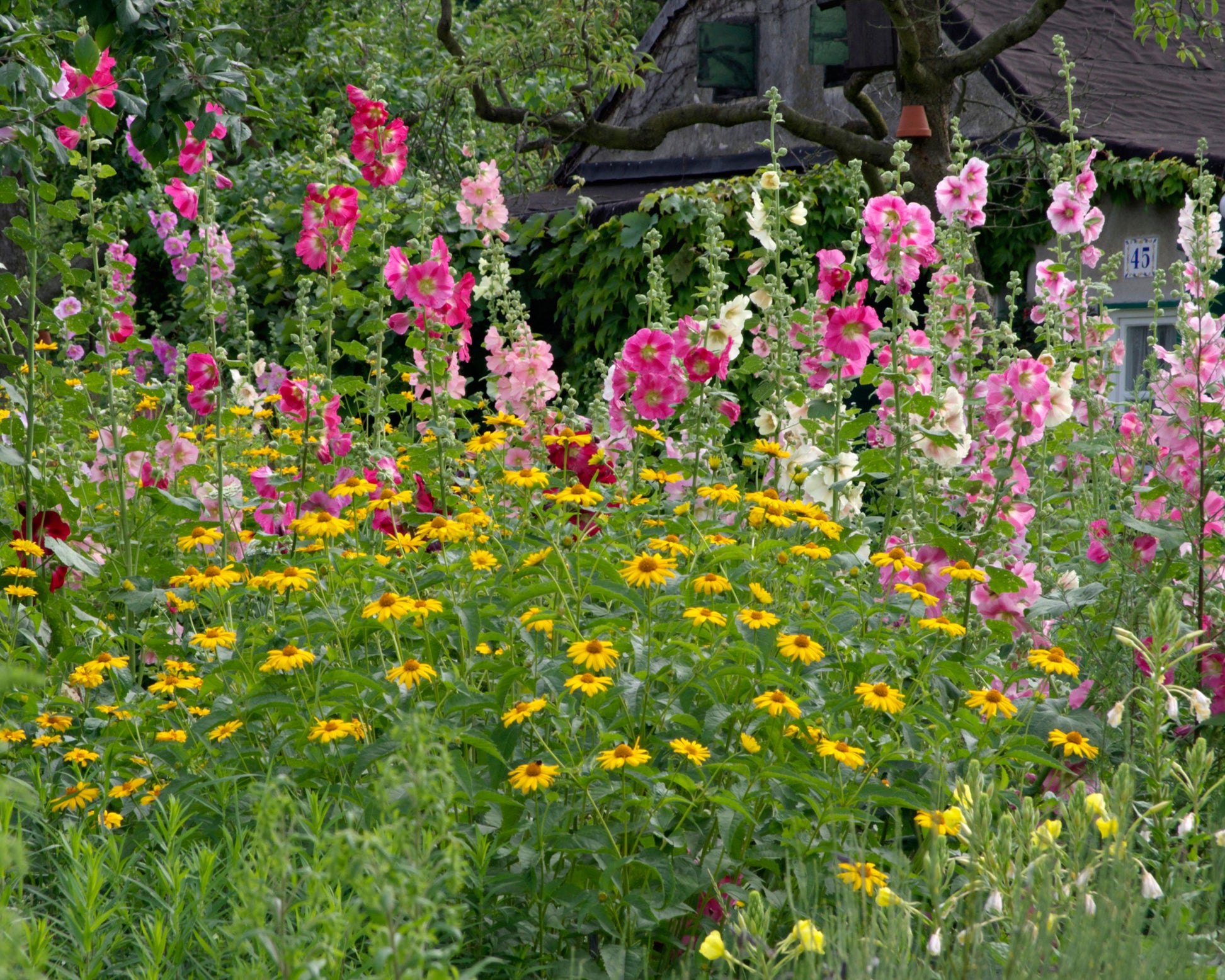 Alcea rosea 'Hollyhock Mix' bare roots — Buy mixed hollyhocks online at ...