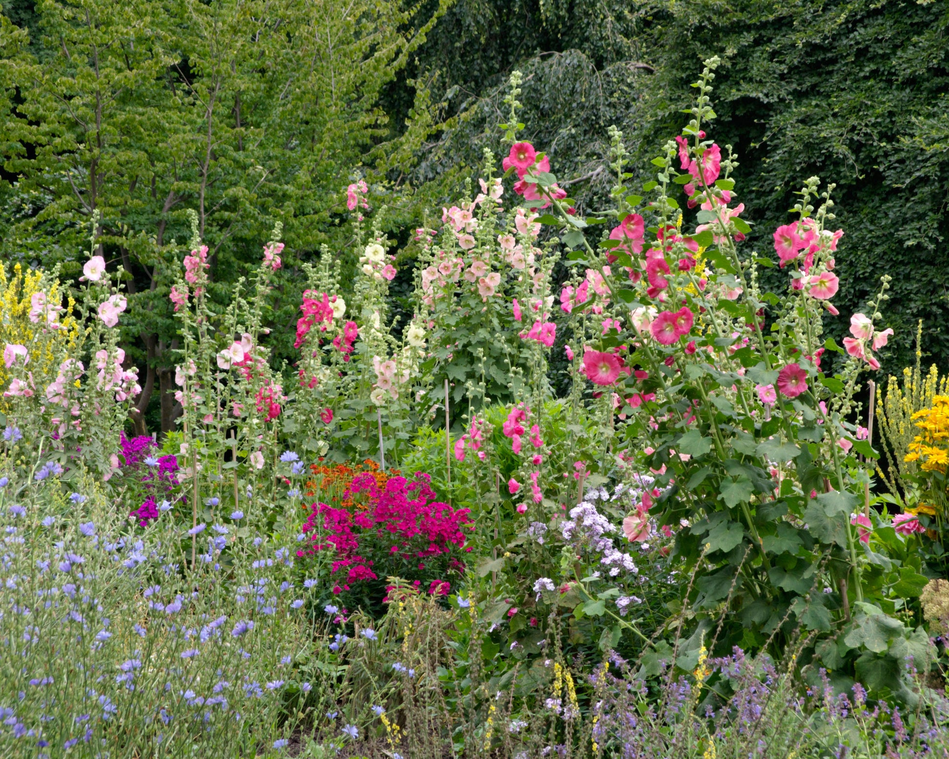 Alcea rosea 'Hollyhock Mix' bare roots — Buy mixed hollyhocks online at ...