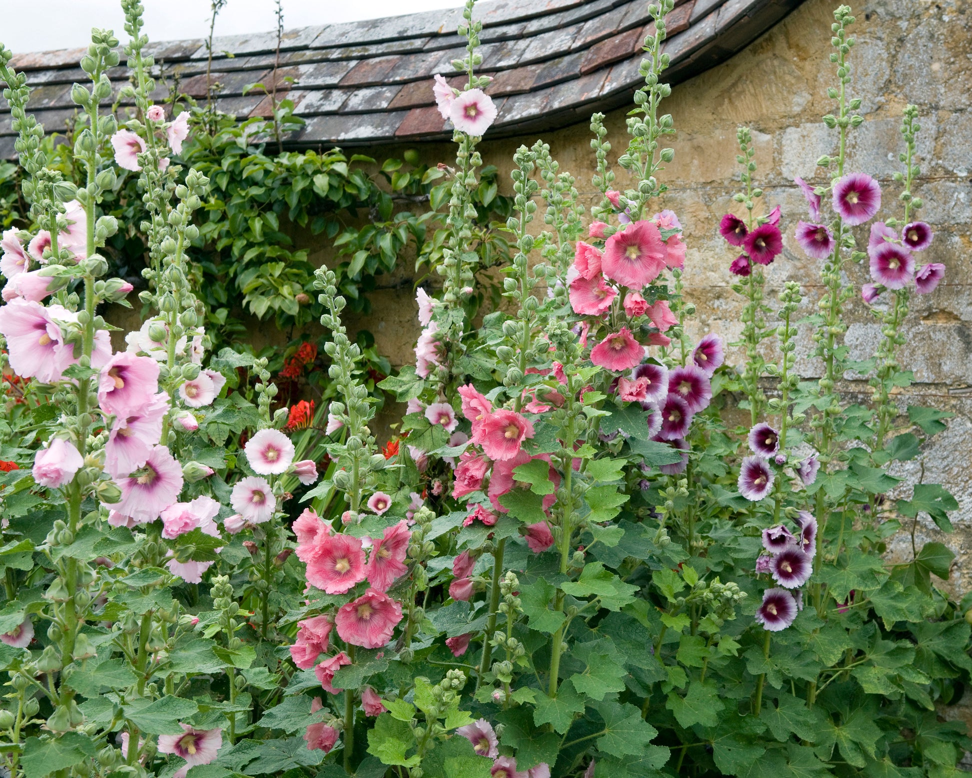 Alcea rosea 'Hollyhock Mix' bare roots — Buy mixed hollyhocks online at ...