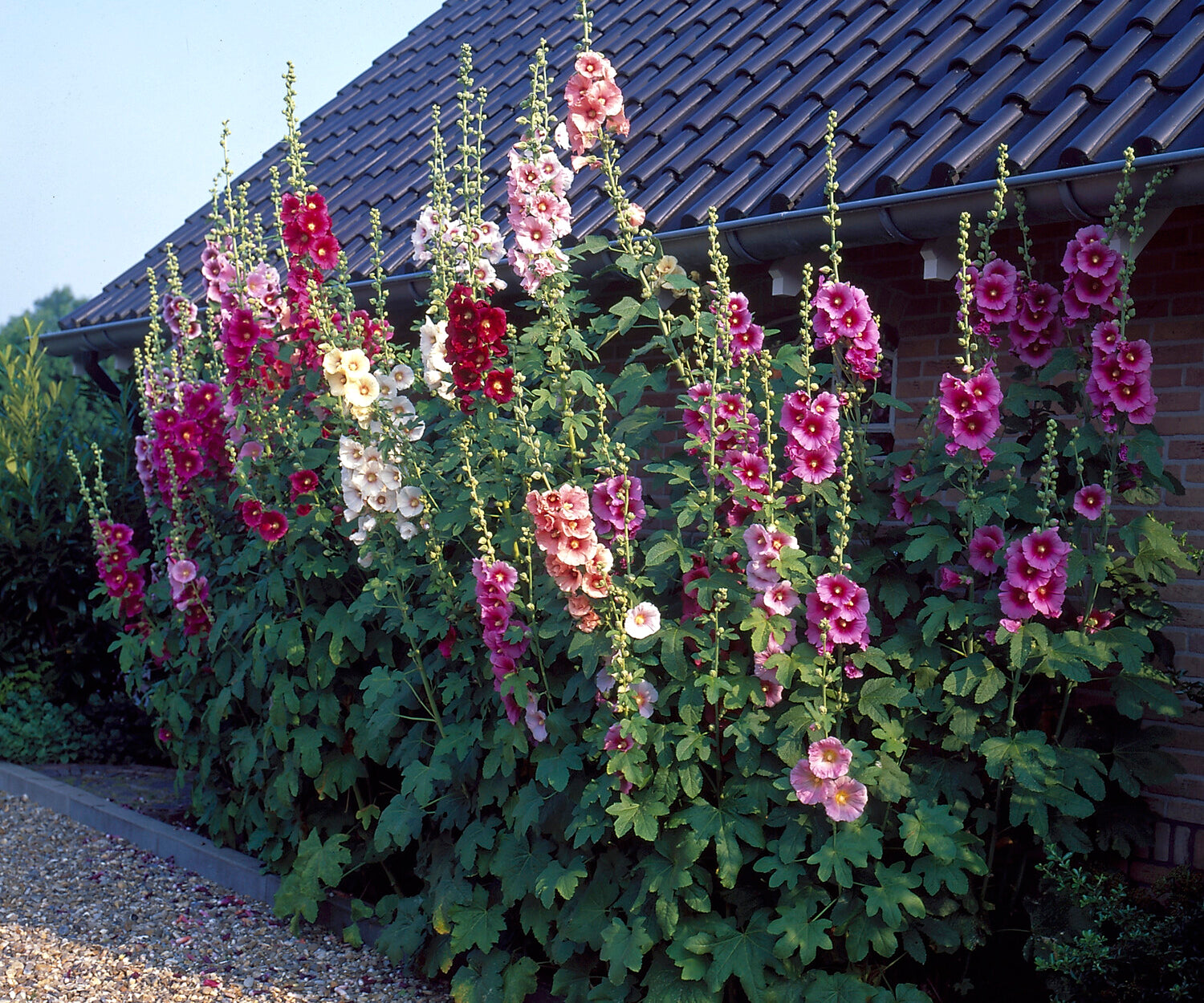 Alcea rosea 'Hollyhock Mix' bare roots — Buy mixed hollyhocks online at ...