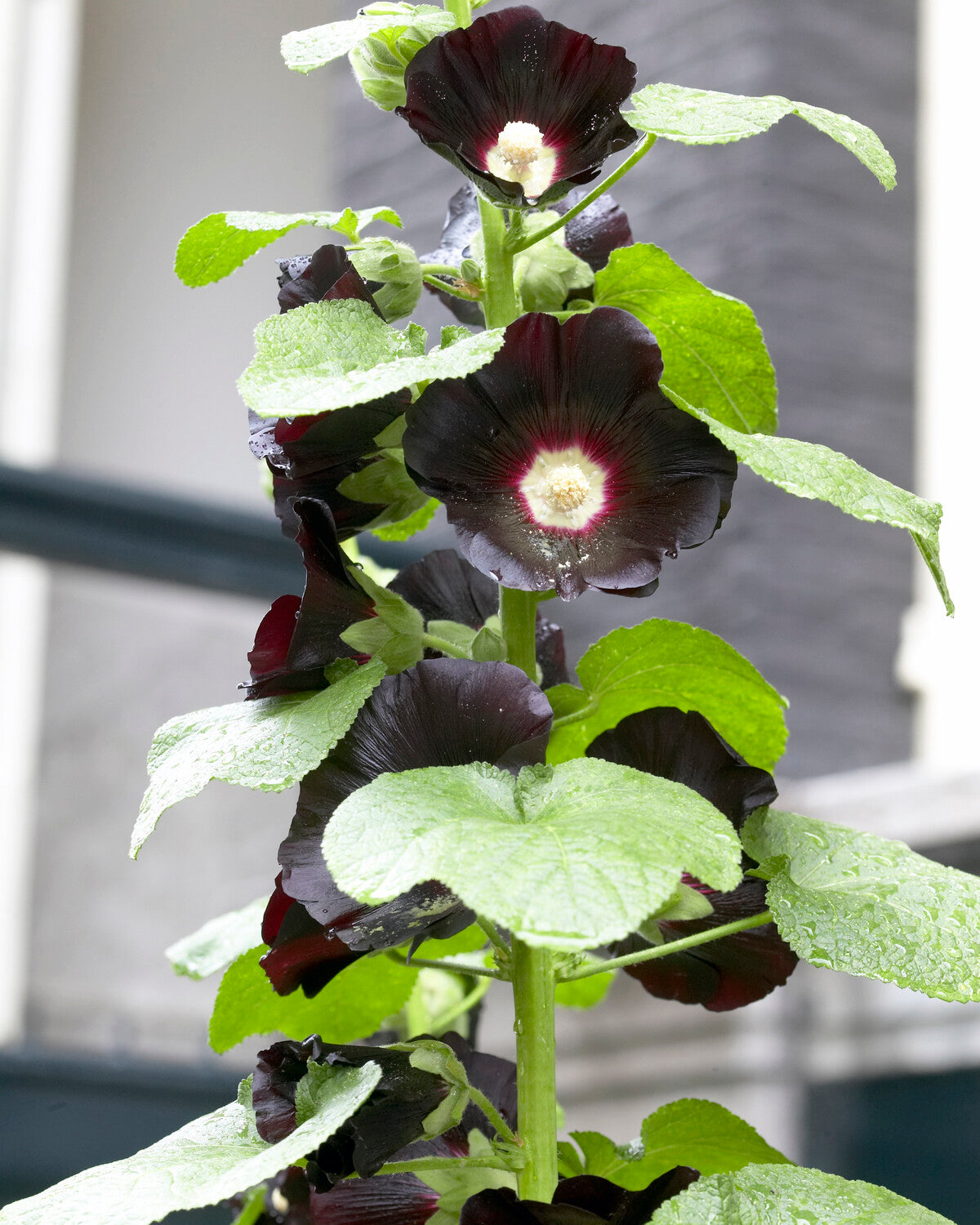 Alcea rosea 'Nigra' bare roots — Buy black hollyhocks online at Farmer ...