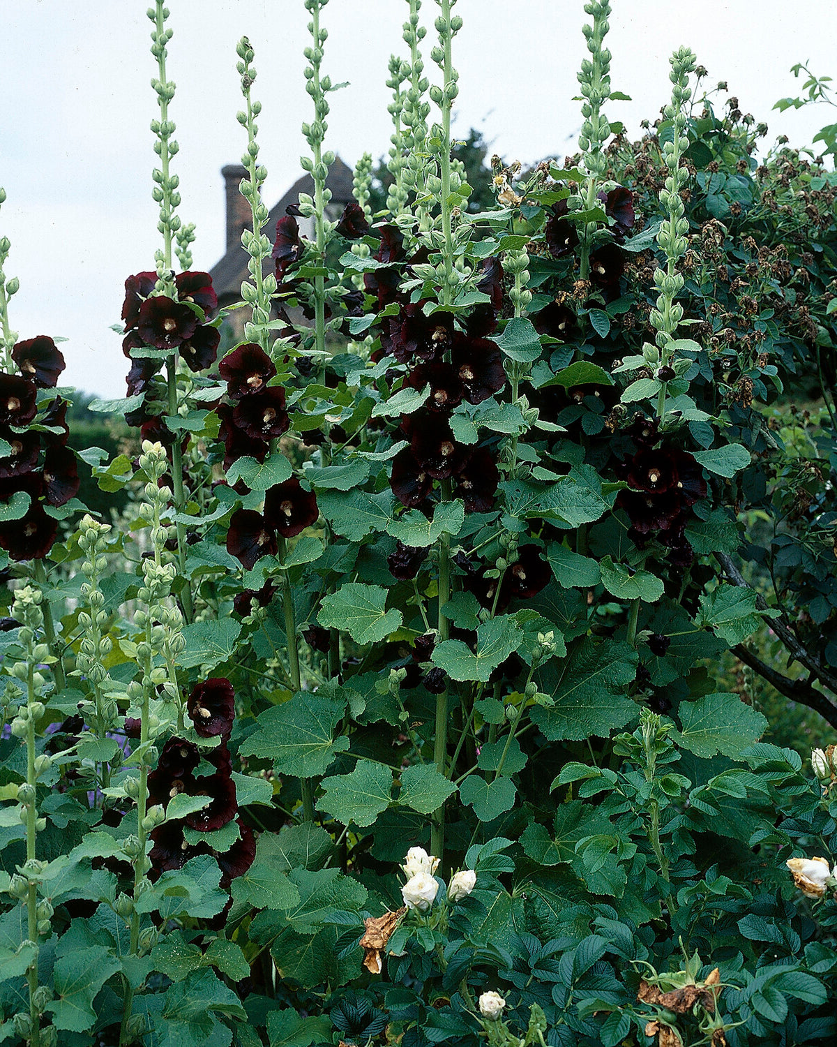 Alcea rosea 'Nigra' bare roots — Buy black hollyhocks online at Farmer ...