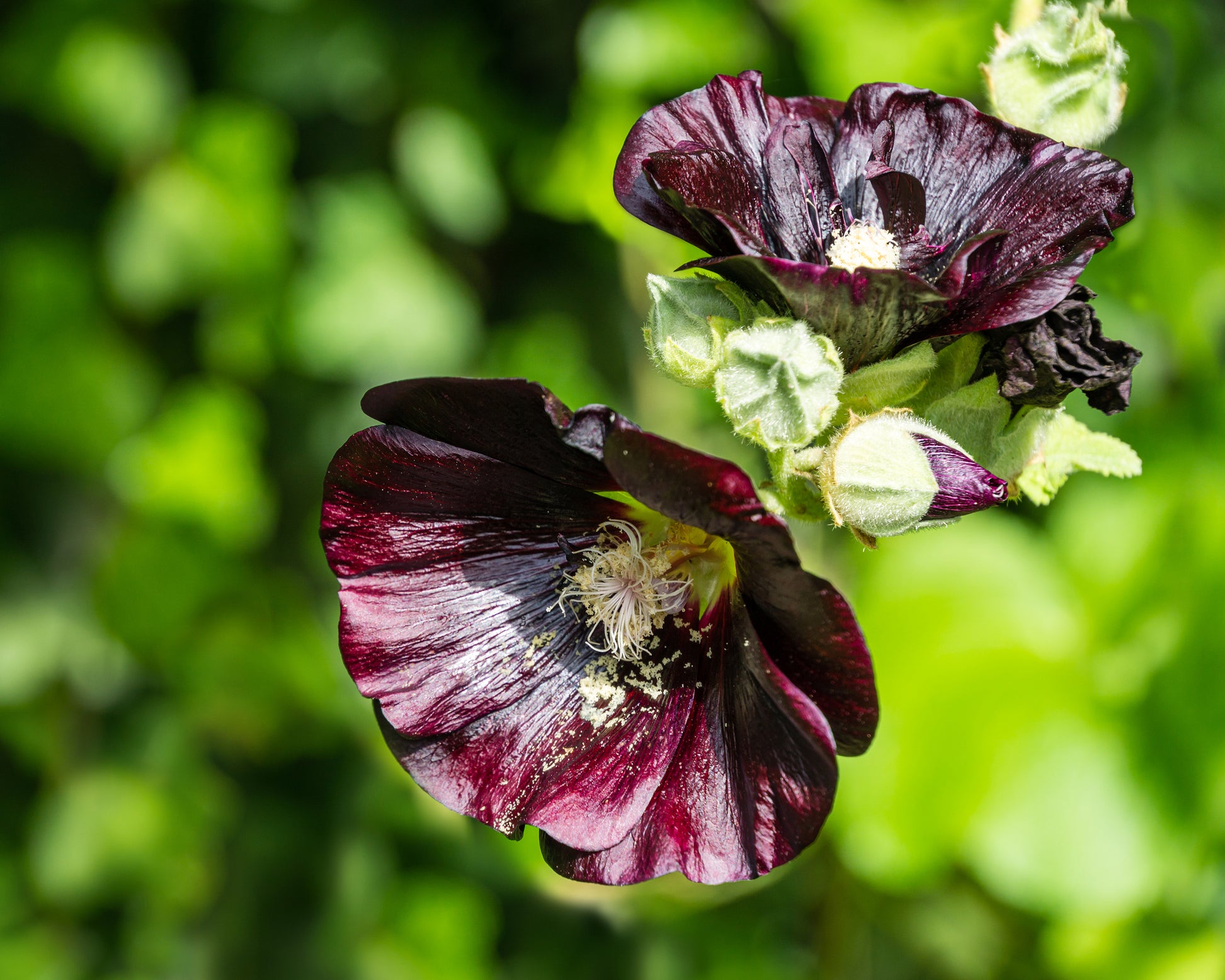 Alcea rosea 'Nigra' bare roots — Buy black hollyhocks online at Farmer ...