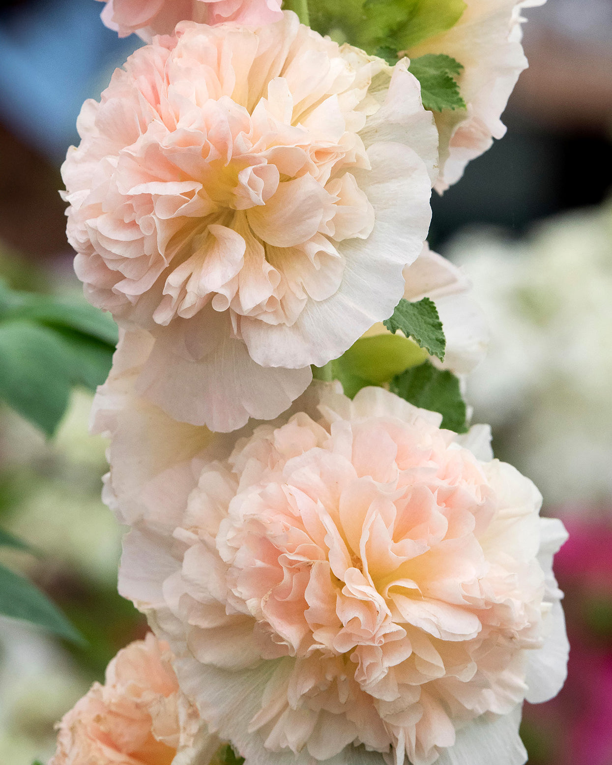 Alcea rosea 'Peaches 'n' Dreams' bare roots — Buy peach-pink hollyhocks ...
