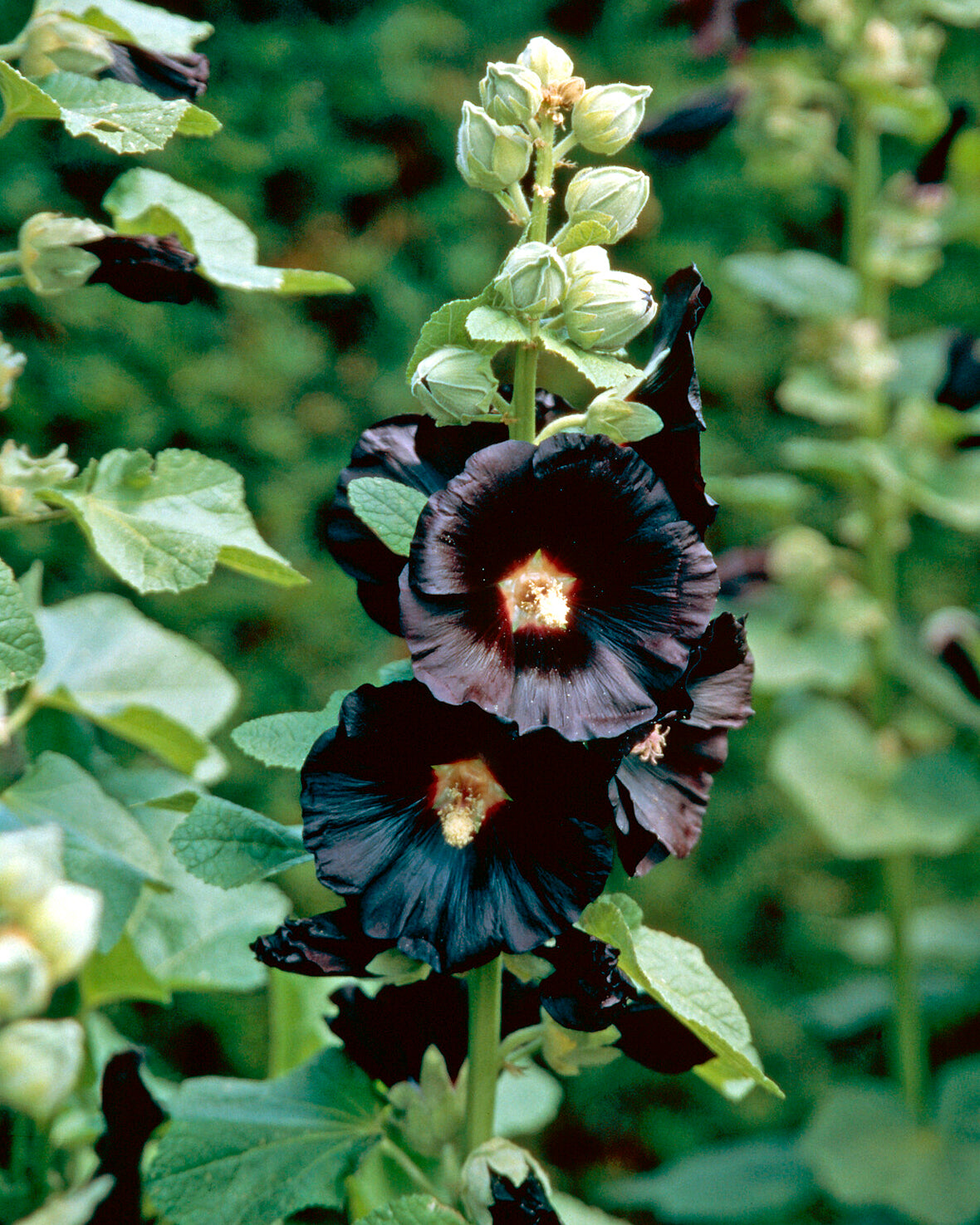 Alcea rosea 'Nigra' bare roots — Buy black hollyhocks online at Farmer ...
