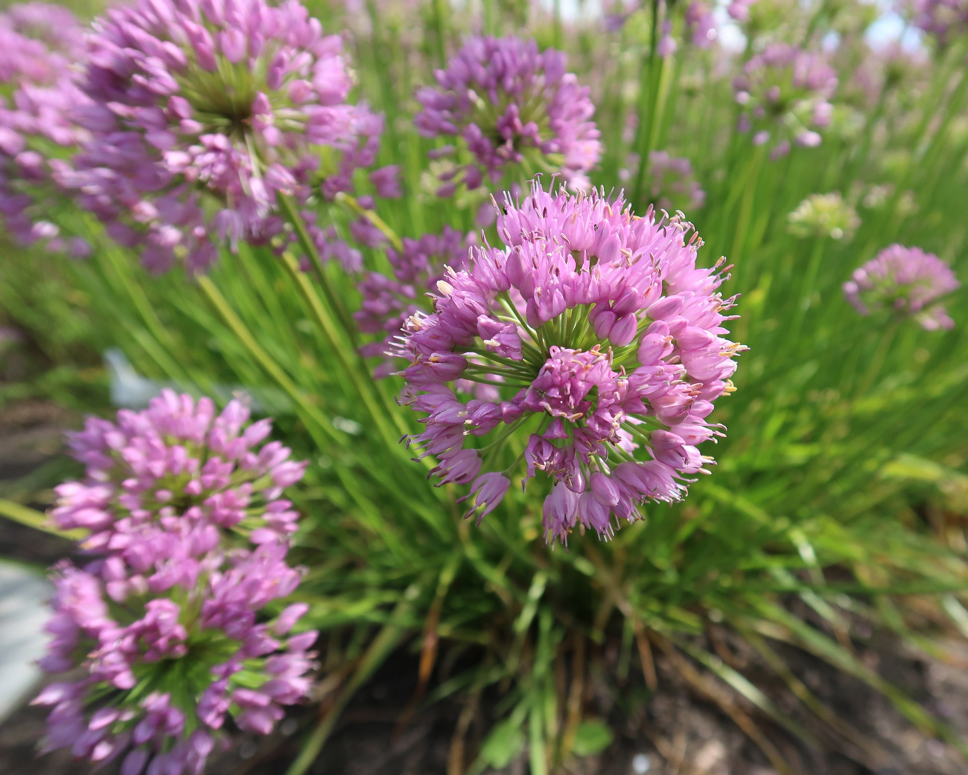 Allium 'Avatar' Bulbs — Buy online at Farmer Gracy UK