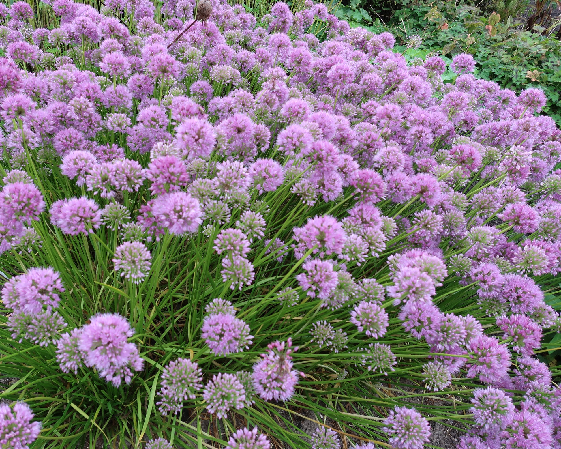 Allium 'Avatar' Bulbs — Buy online at Farmer Gracy UK