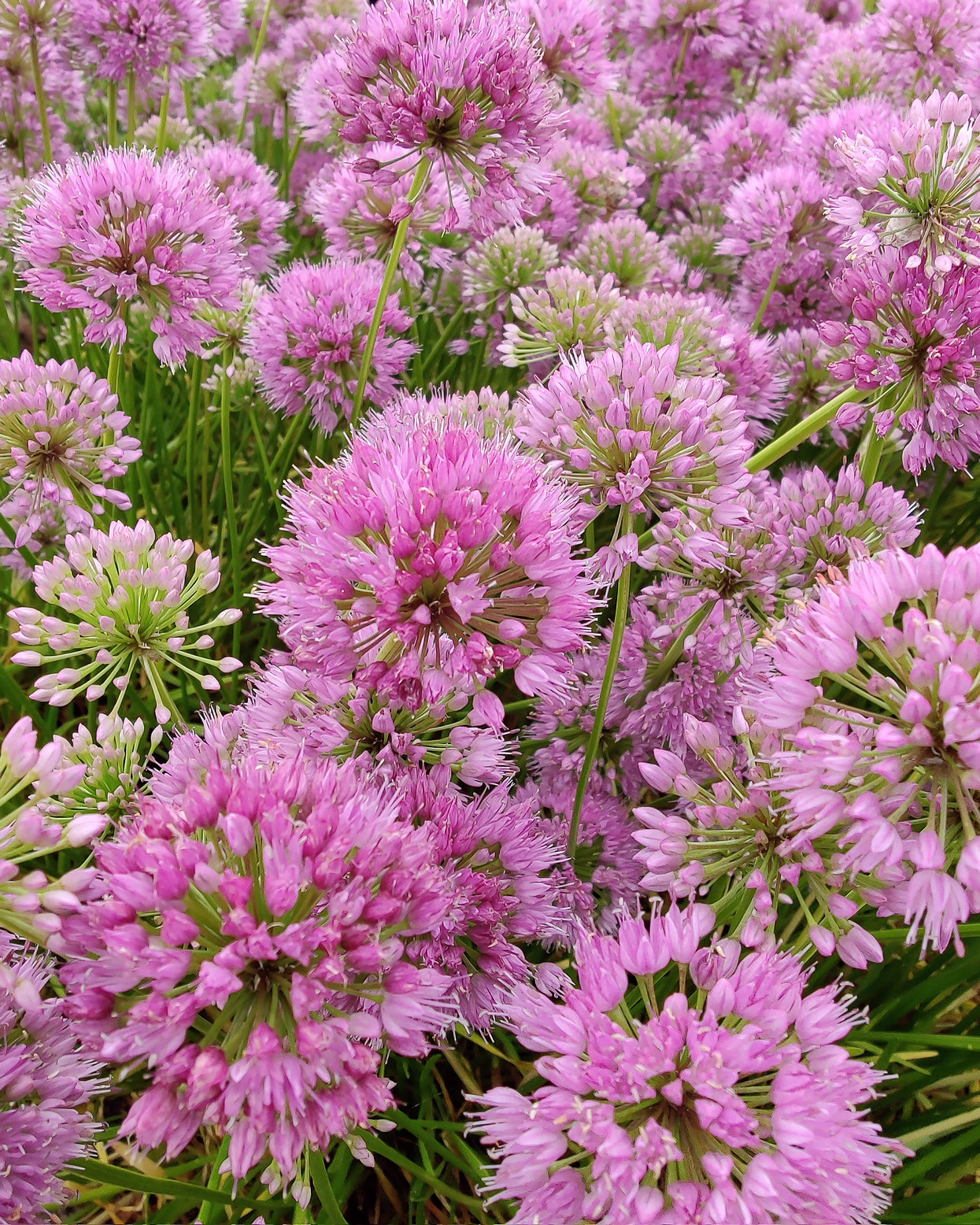 Allium 'Avatar' Bulbs — Buy online at Farmer Gracy UK