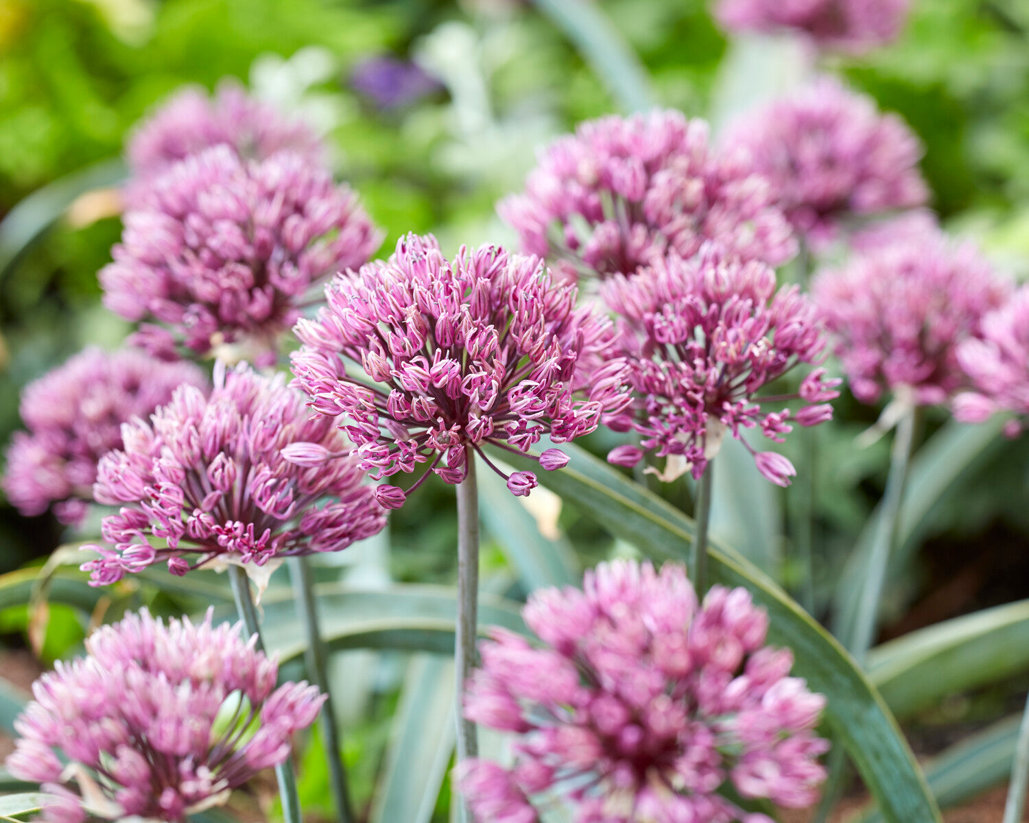 Allium 'Dallas' bulbs — Buy pink-ish purple alliums online at Farmer ...