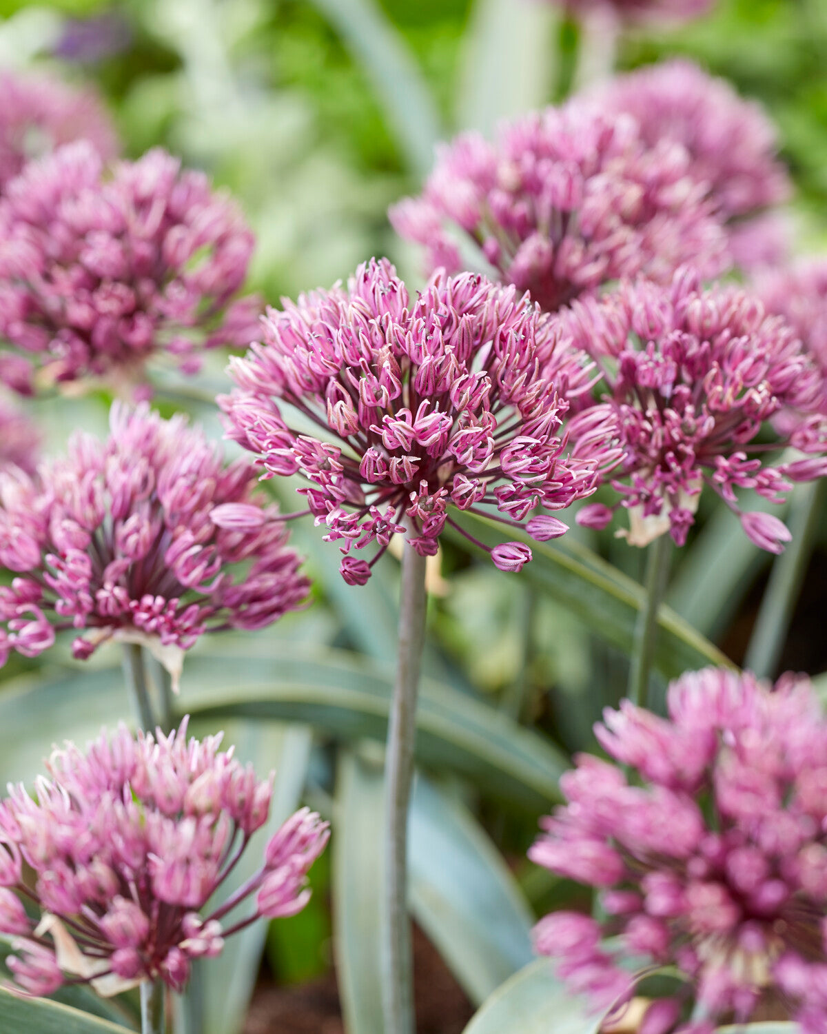 Allium 'Dallas' bulbs — Buy pink-ish purple alliums online at Farmer ...