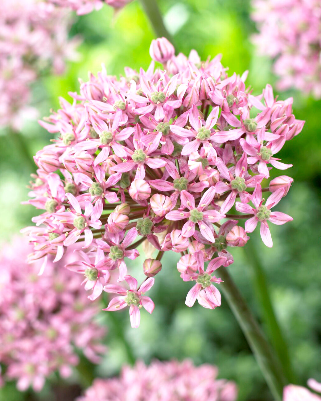 Allium nigrum 'Pink Jewel' bulbs — Buy pink Alliums online at Farmer ...
